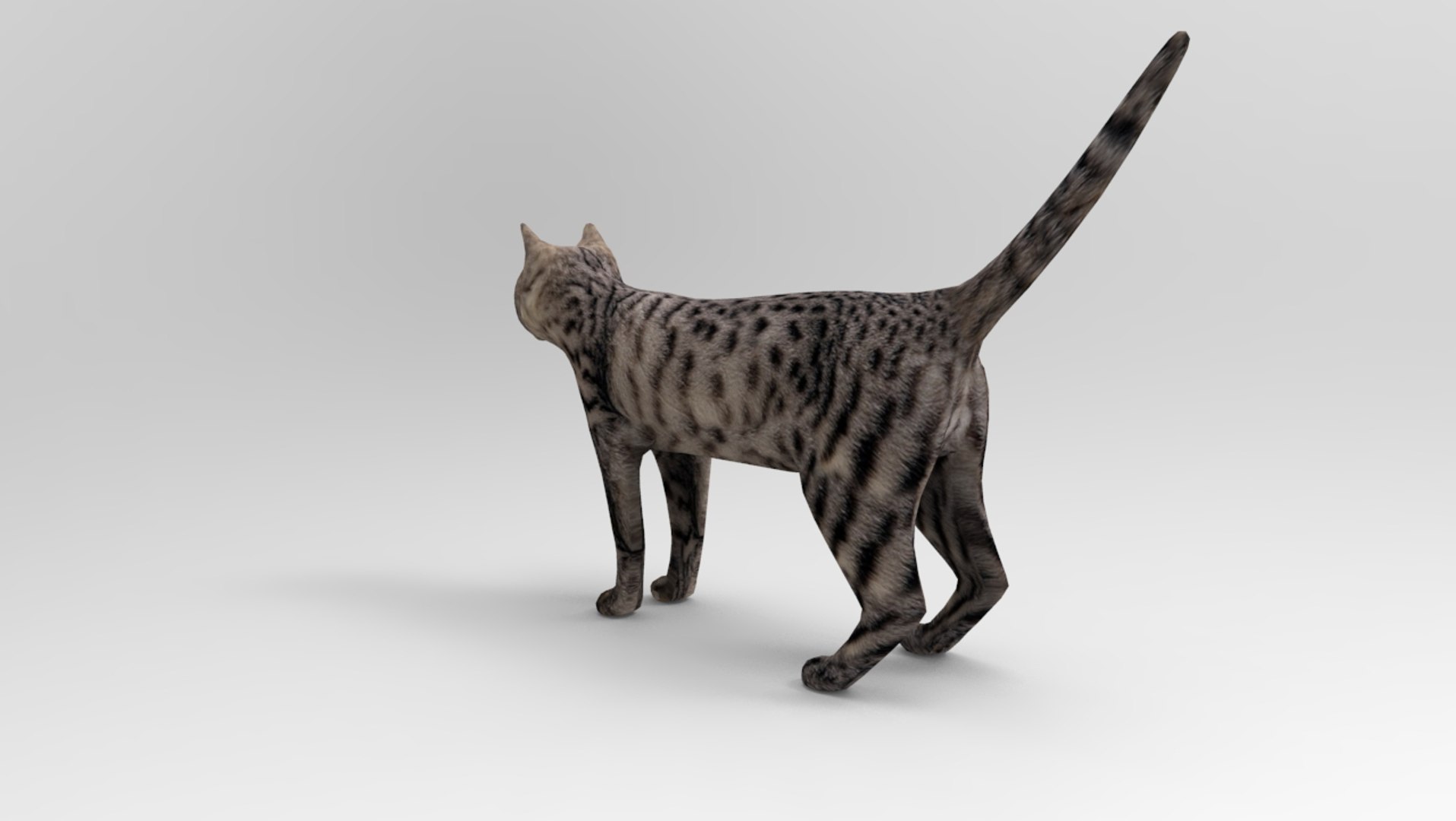 3D Model Cat Animations | 1142769 | TurboSquid