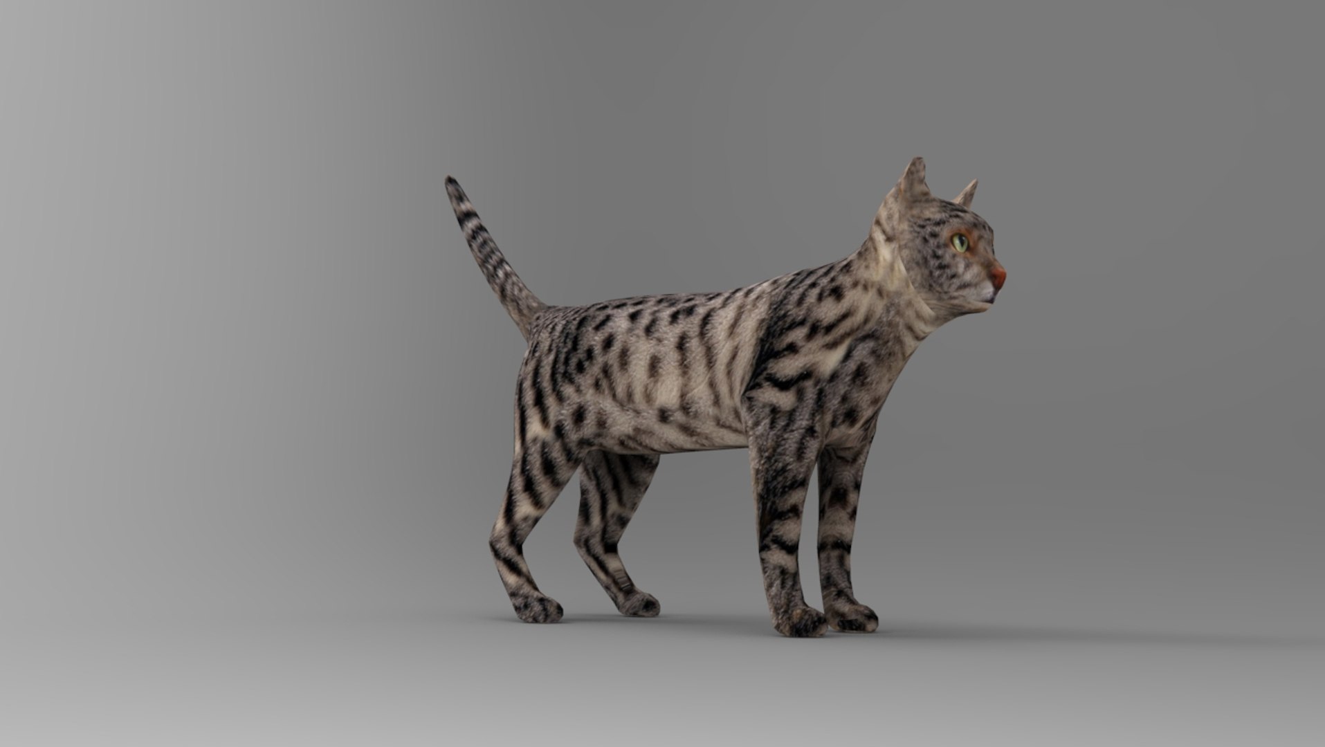 3D Model Cat Animations | 1142769 | TurboSquid