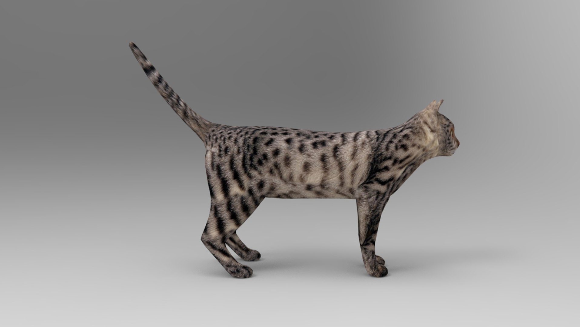 3D Model Cat Animations | 1142769 | TurboSquid