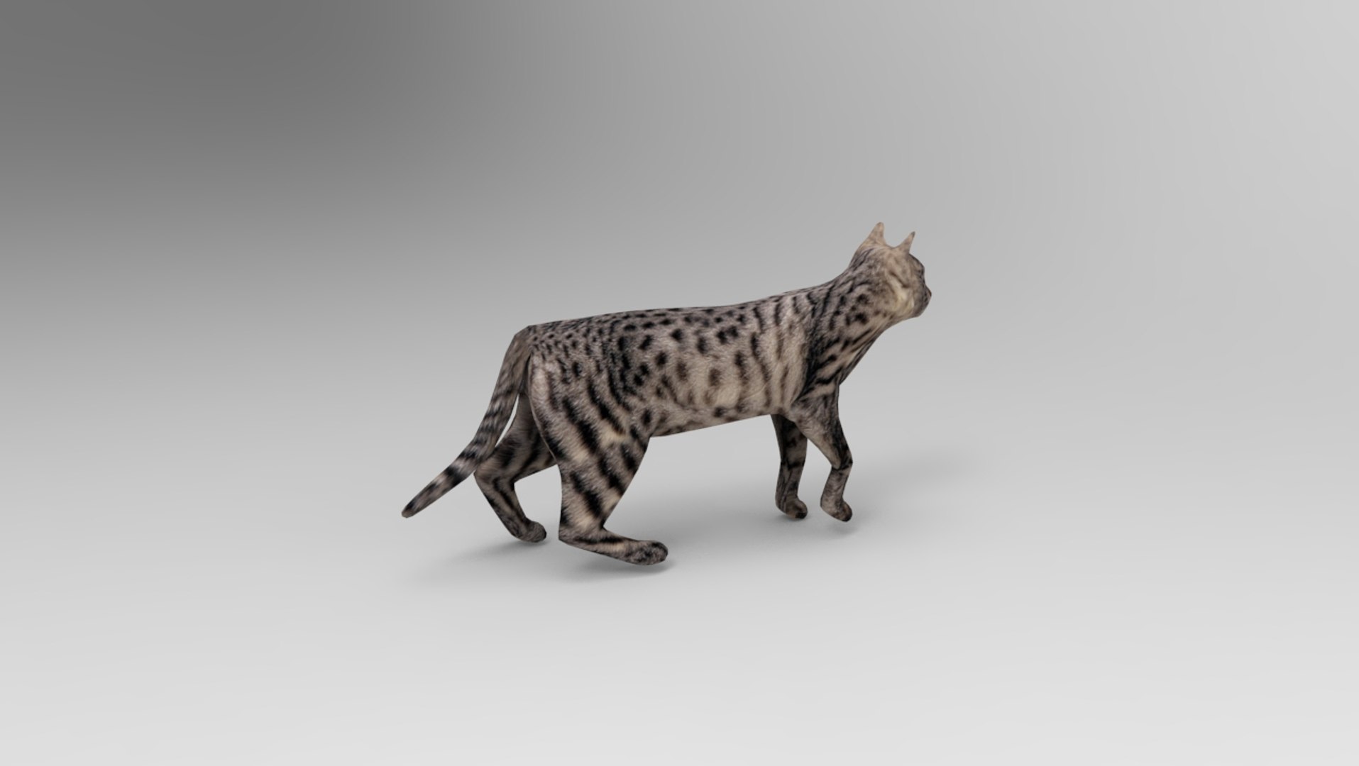 3D Model Cat Animations | 1142769 | TurboSquid