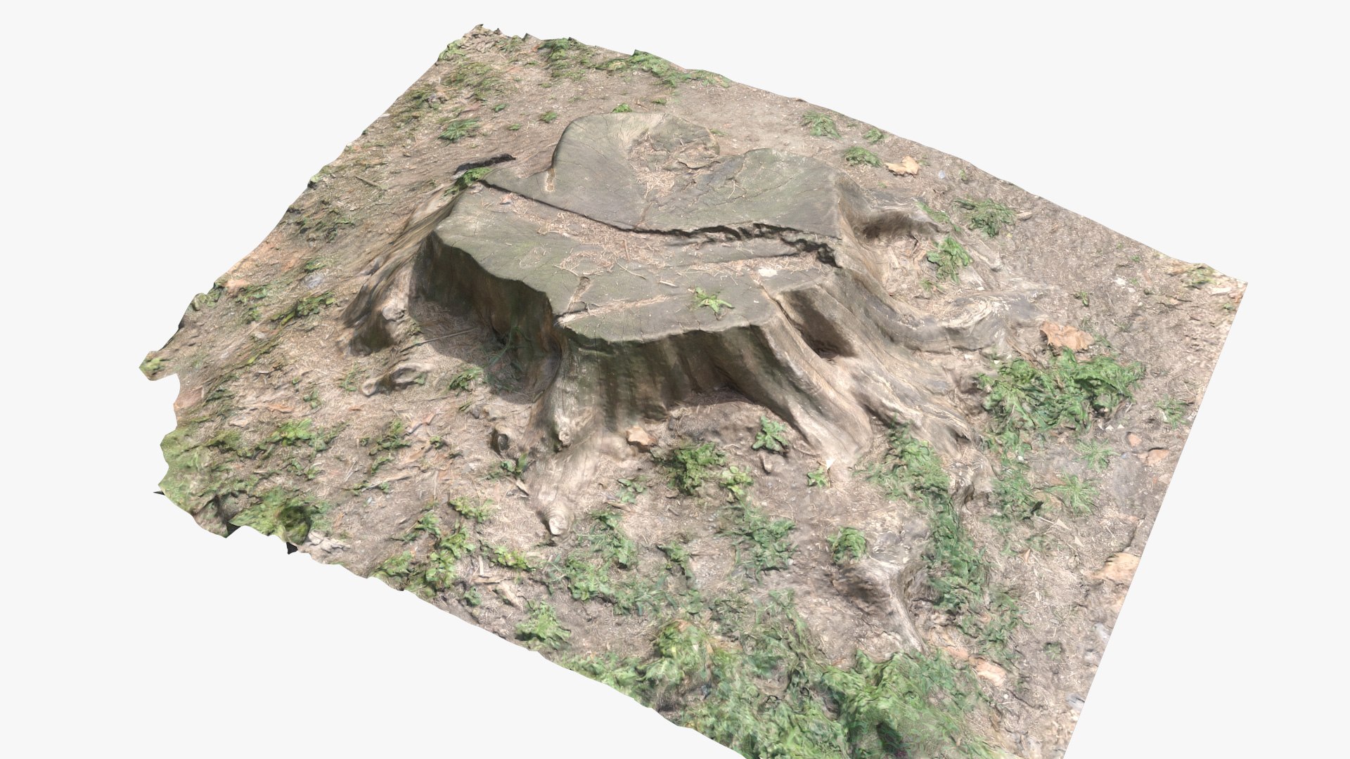 Tree stump 001 scan 3D model - TurboSquid 1604345