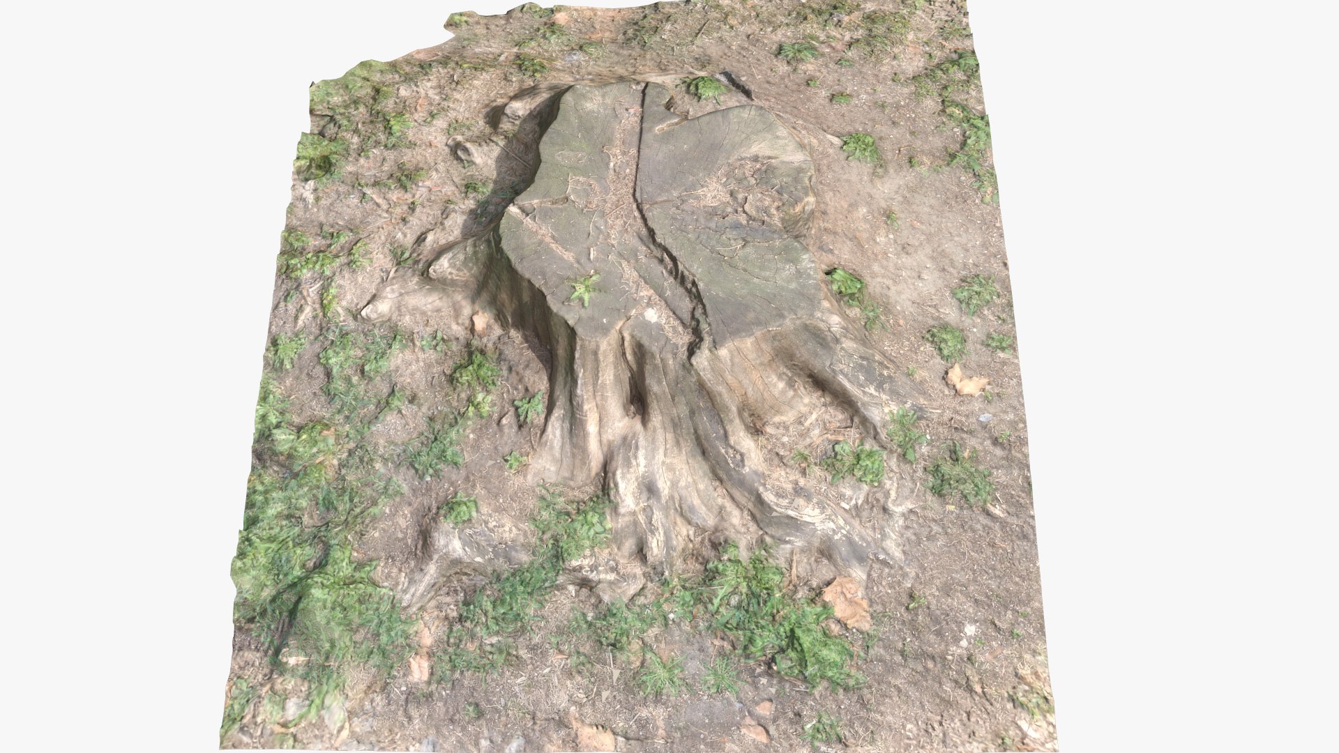 Tree stump 001 scan 3D model - TurboSquid 1604345