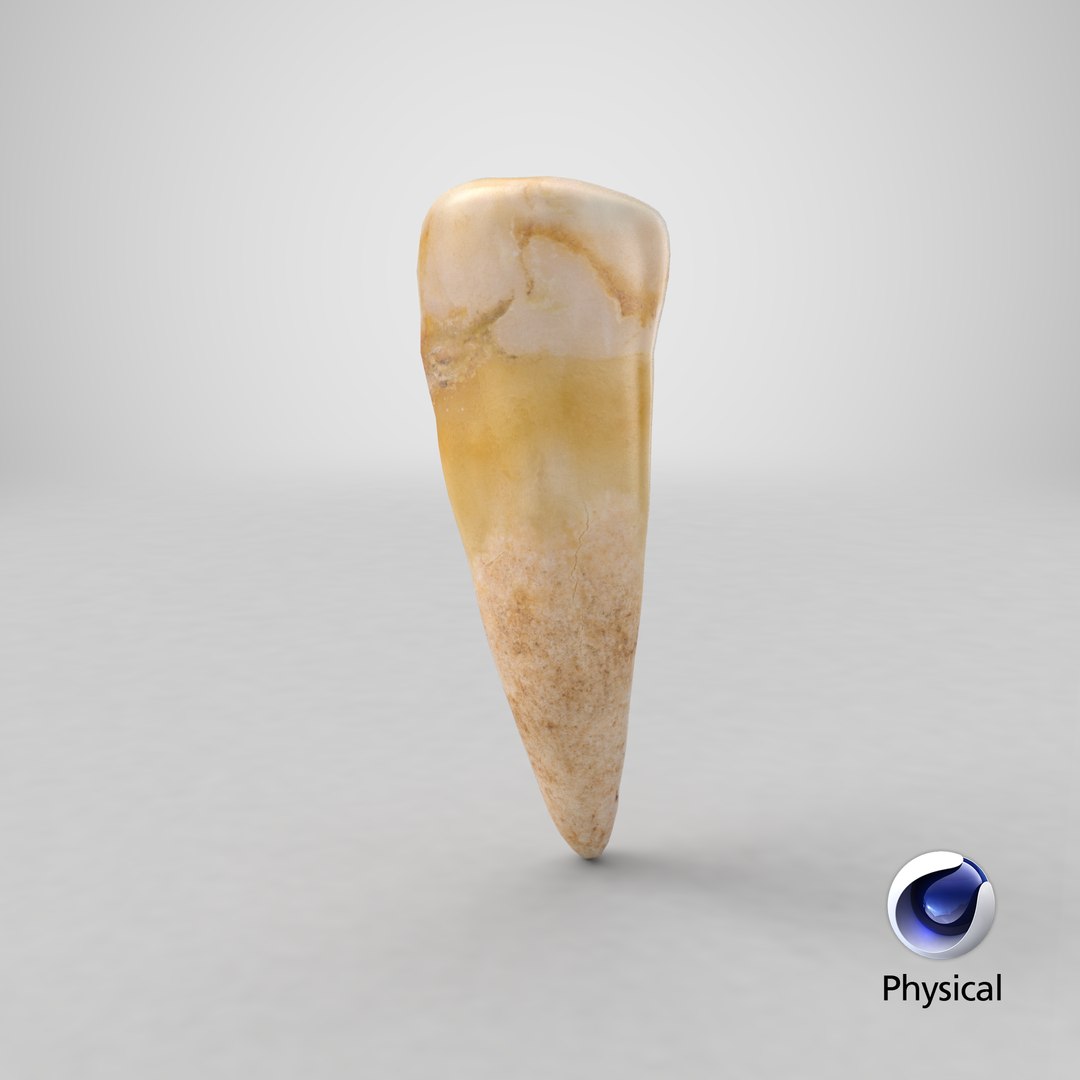 3D Model Premolar Lower Jaw 02 - TurboSquid 1512986
