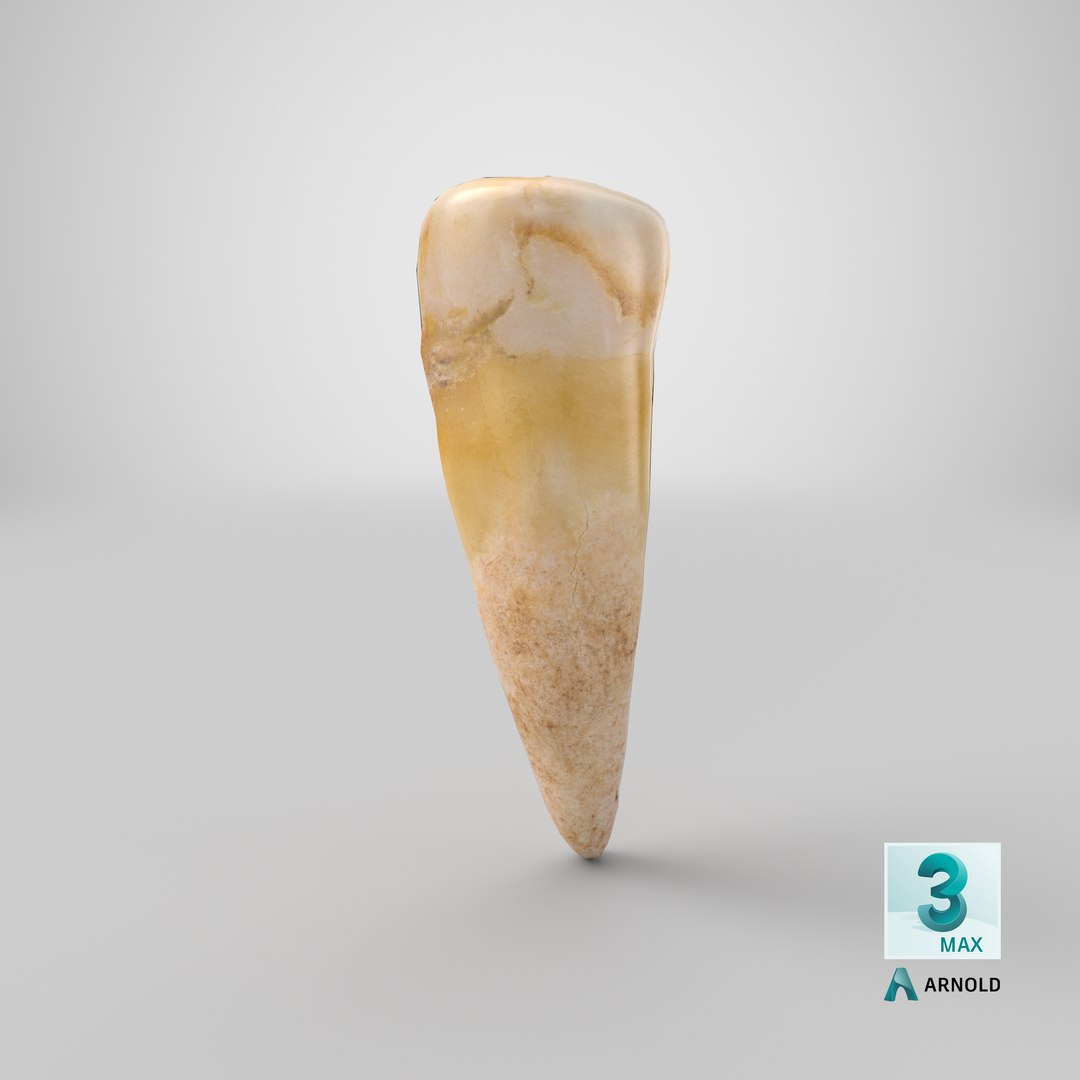 3D Model Premolar Lower Jaw 02 - TurboSquid 1512986