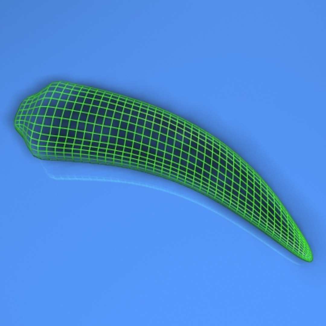 3d Animal Claw Model