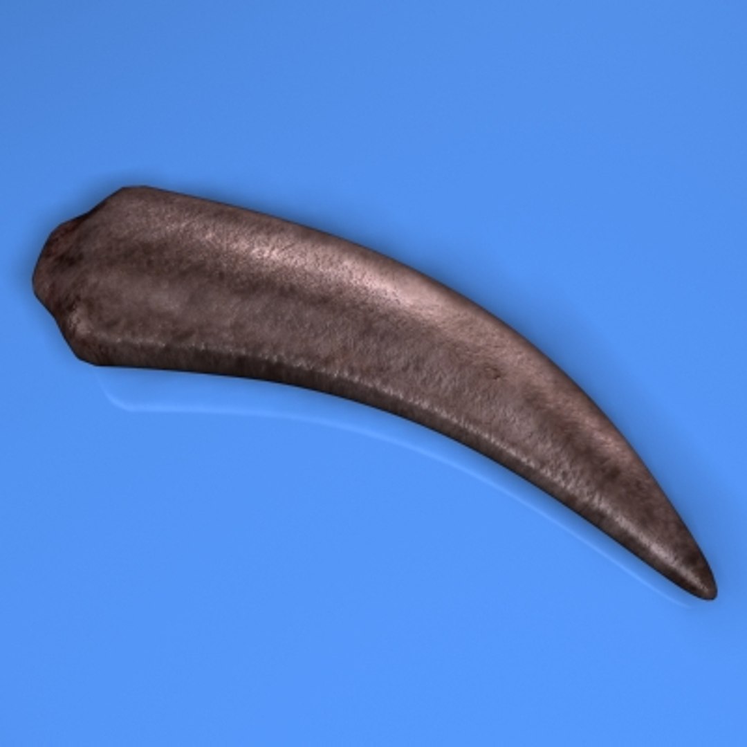 3d Animal Claw Model