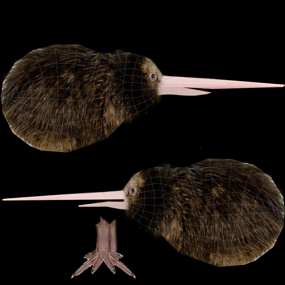 Kiwi Bird New Zealand Animal 3D Model - TurboSquid 1875398