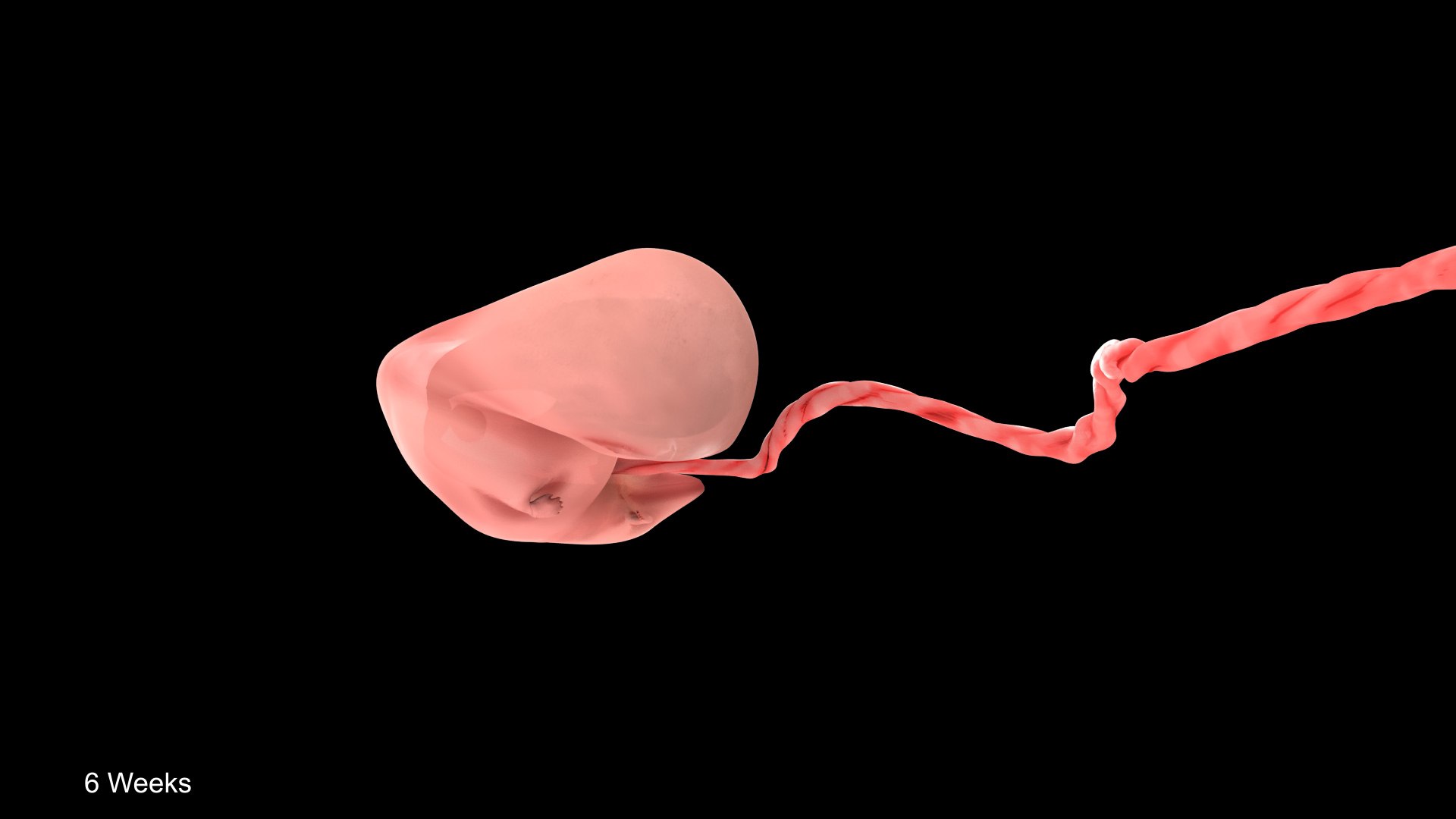 6 Weeks Human Fetus 3D model - TurboSquid 2036598
