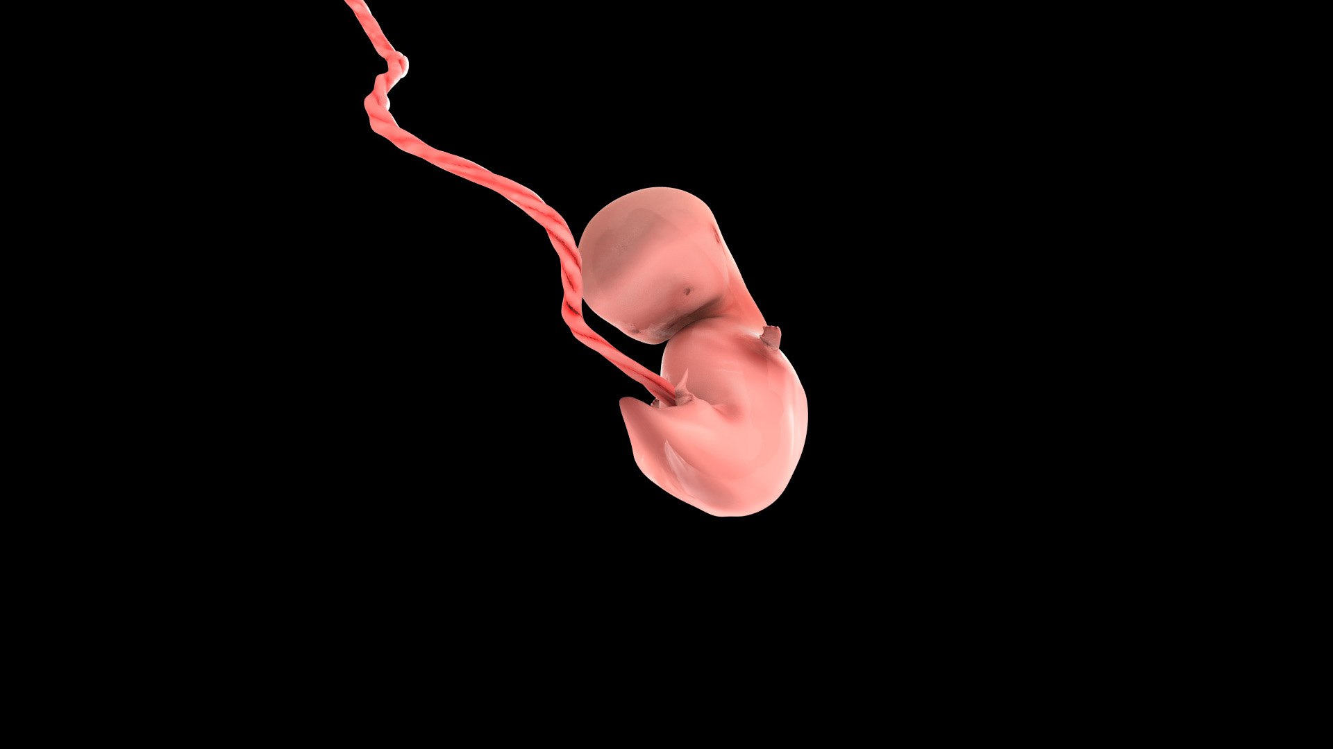 6 Weeks Human Fetus 3D Model - TurboSquid 2036598