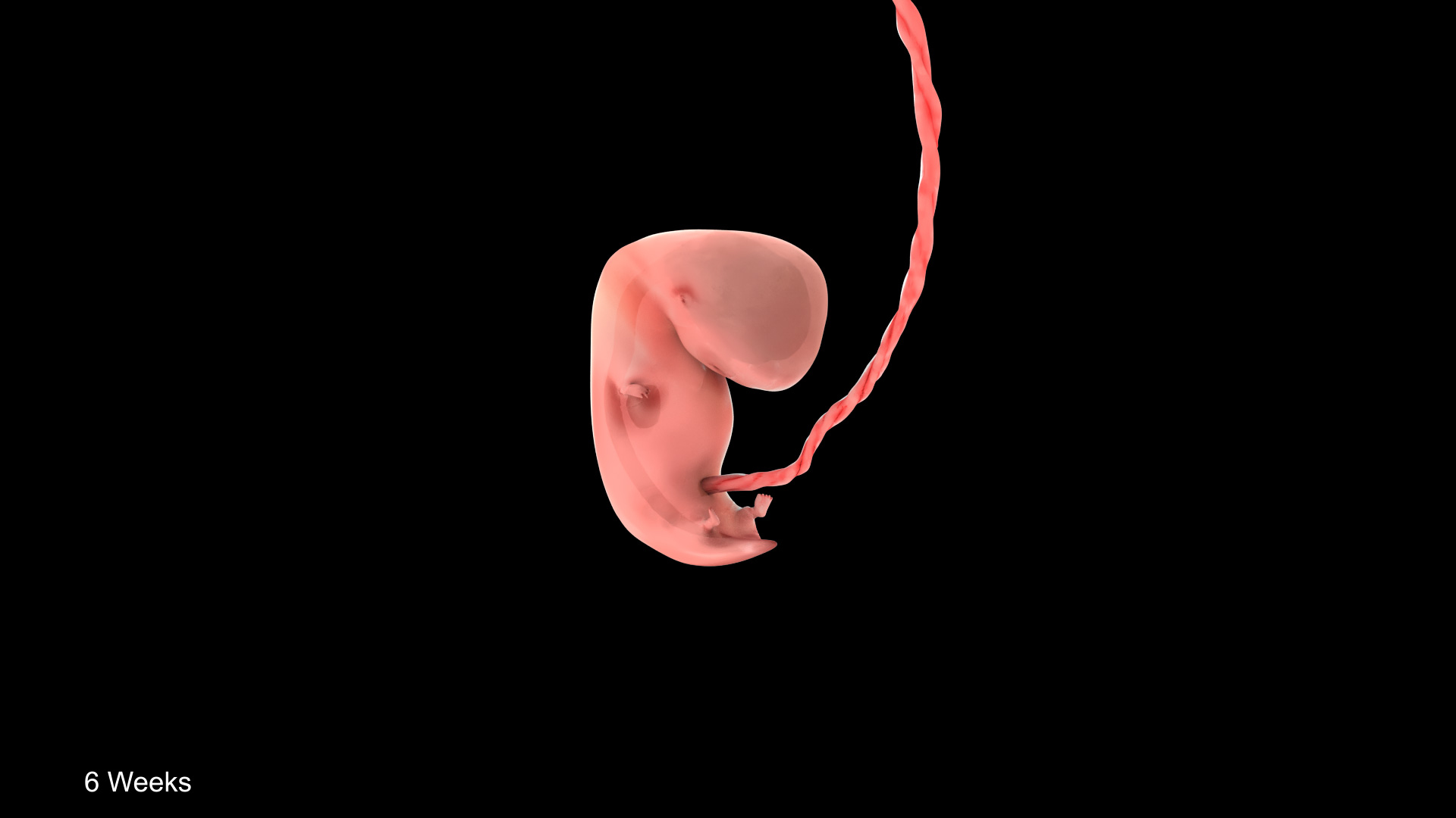 6 Weeks Human Fetus 3D Model - TurboSquid 2036598