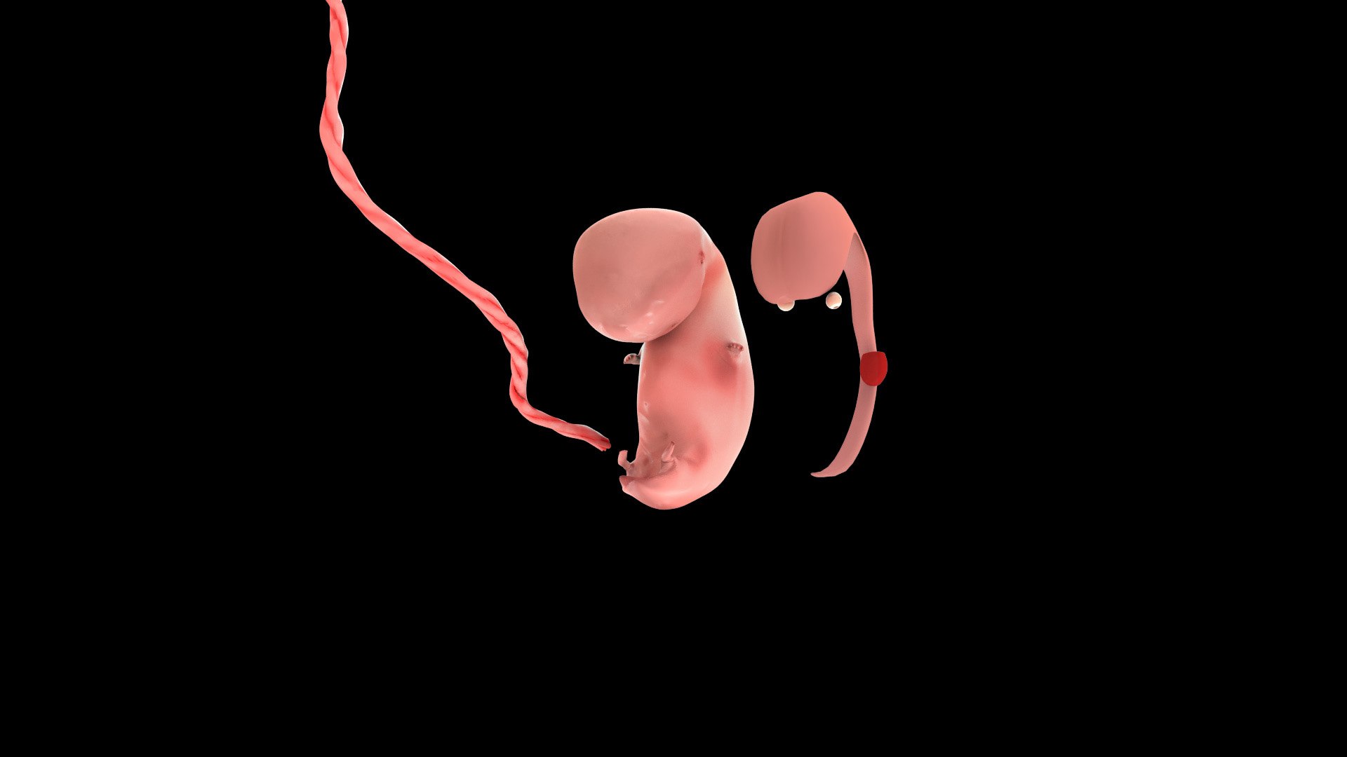 6 Weeks Human Fetus 3D Model - TurboSquid 2036598