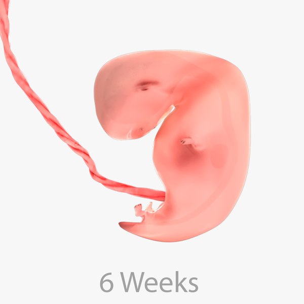 6 Weeks Human Fetus 3D model - TurboSquid 2036598