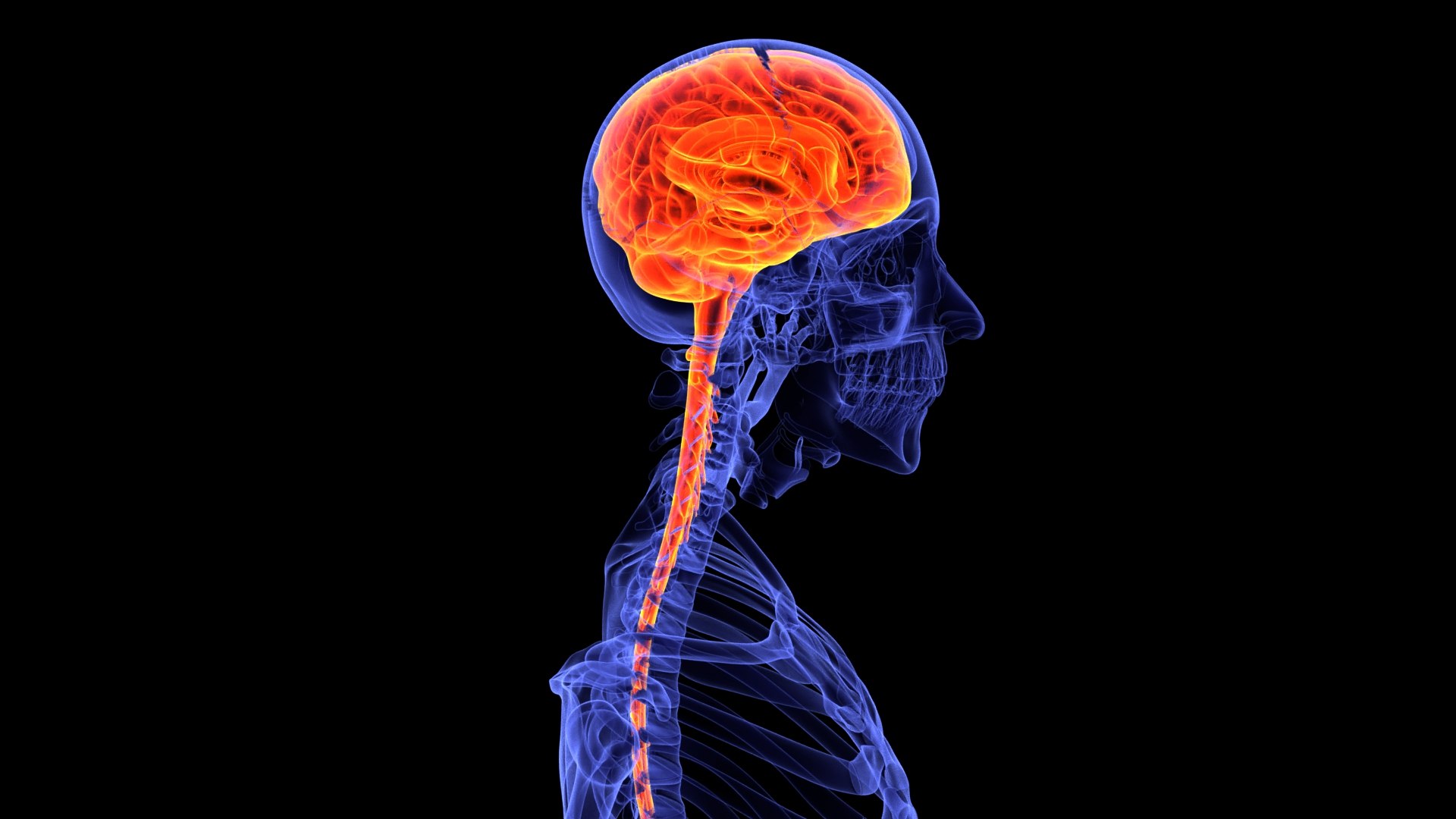 Female Brain Anatomy With Skeleton System Blue And Orange Transparent ...