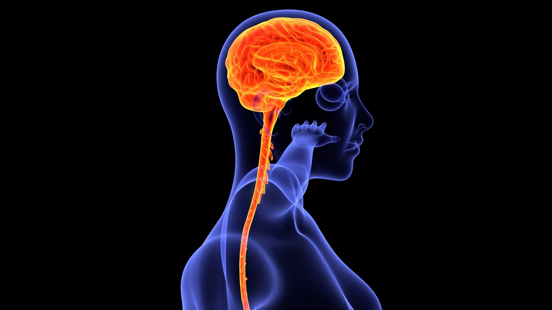 Female Brain Anatomy With Skeleton System Blue And Orange Transparent ...