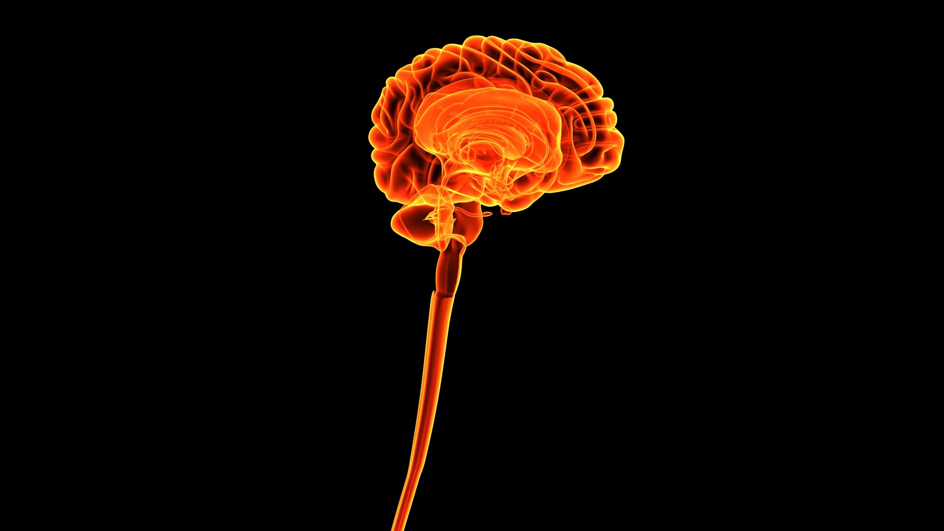 Female Brain Anatomy With Skeleton System Blue and Orange Transparent ...