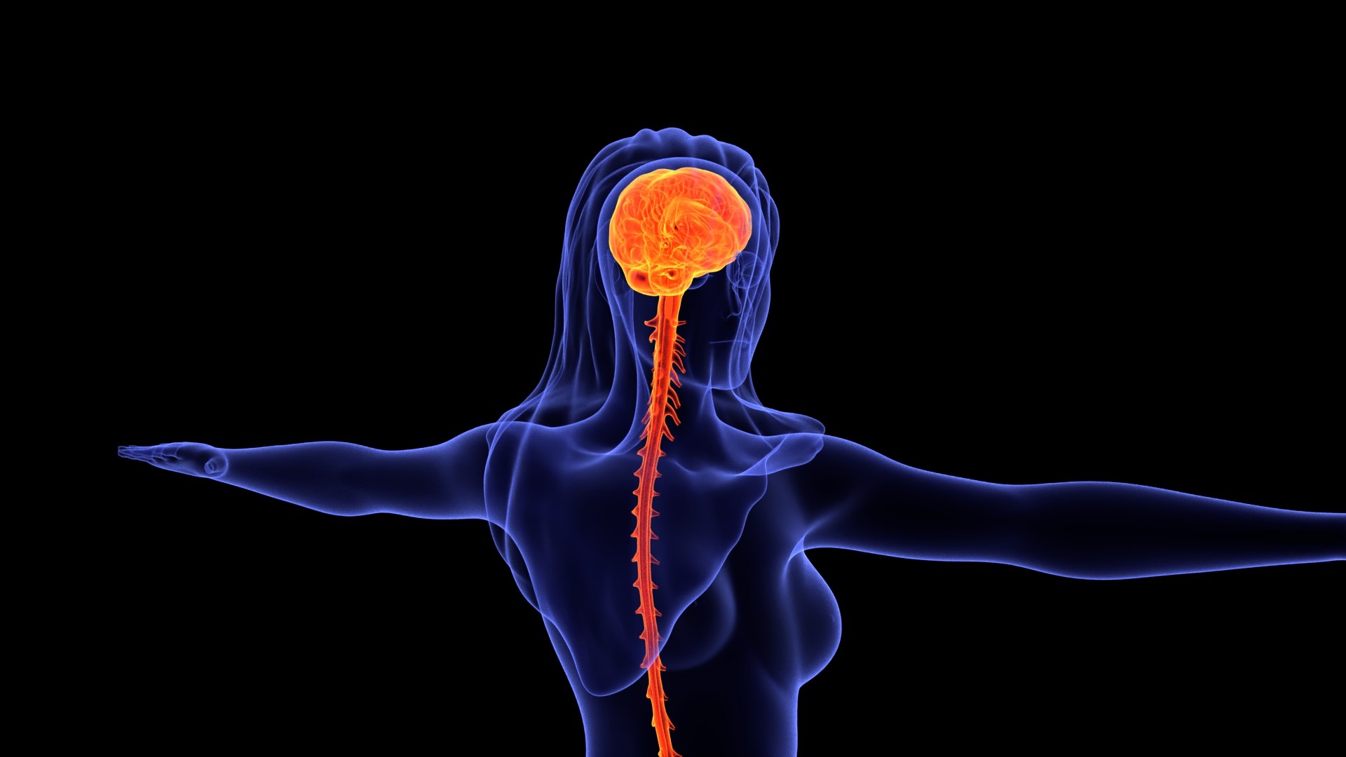 Female Brain Anatomy With Skeleton System Blue And Orange Transparent ...