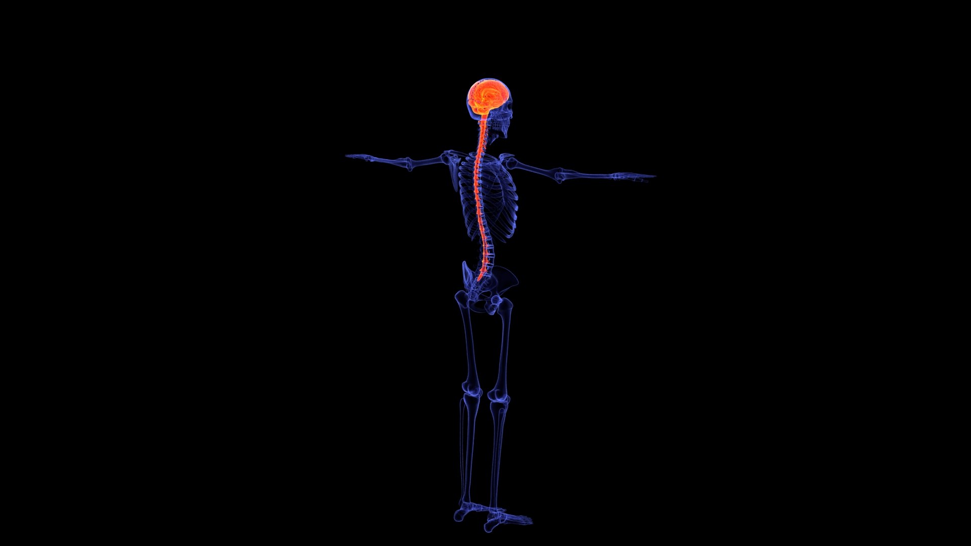 Female Brain Anatomy With Skeleton System Blue And Orange Transparent ...