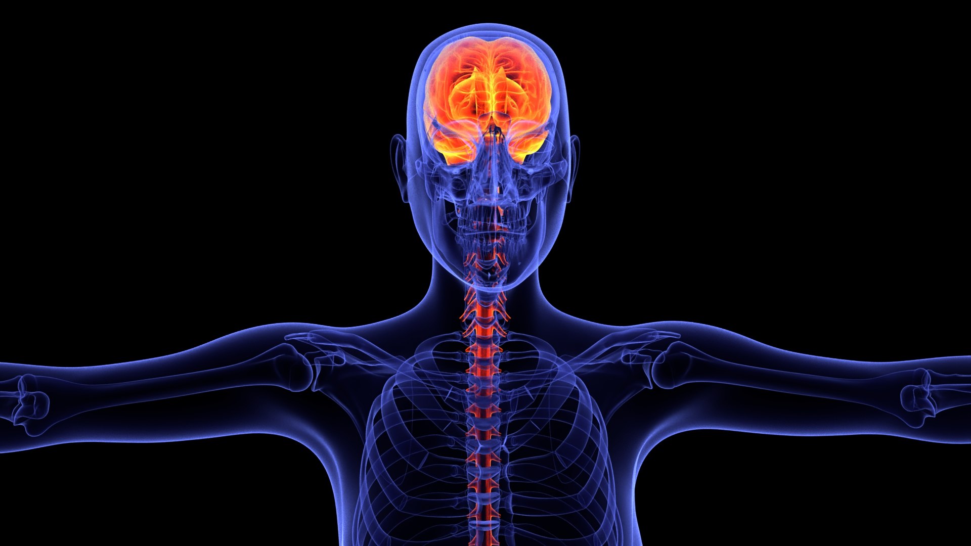 Female Brain Anatomy With Skeleton System Blue And Orange Transparent ...