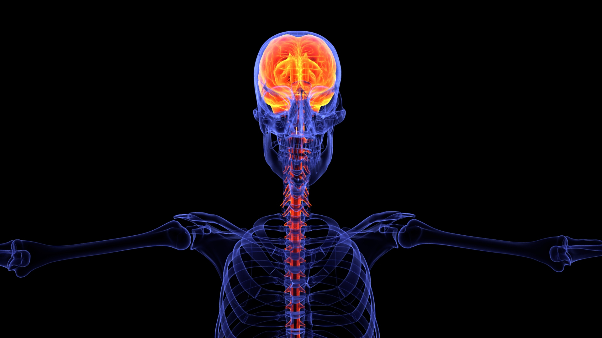 Female Brain Anatomy With Skeleton System Blue and Orange Transparent ...
