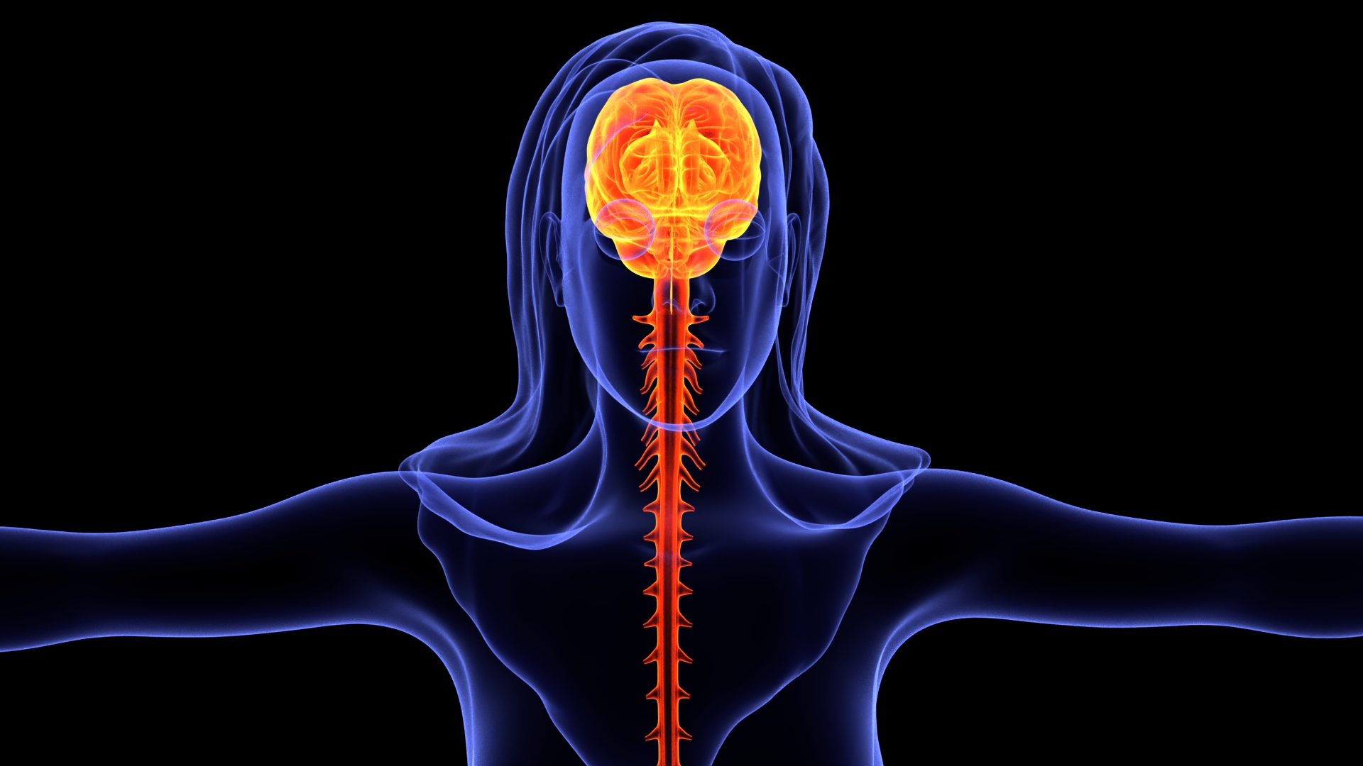 Female Brain Anatomy With Skeleton System Blue and Orange Transparent ...