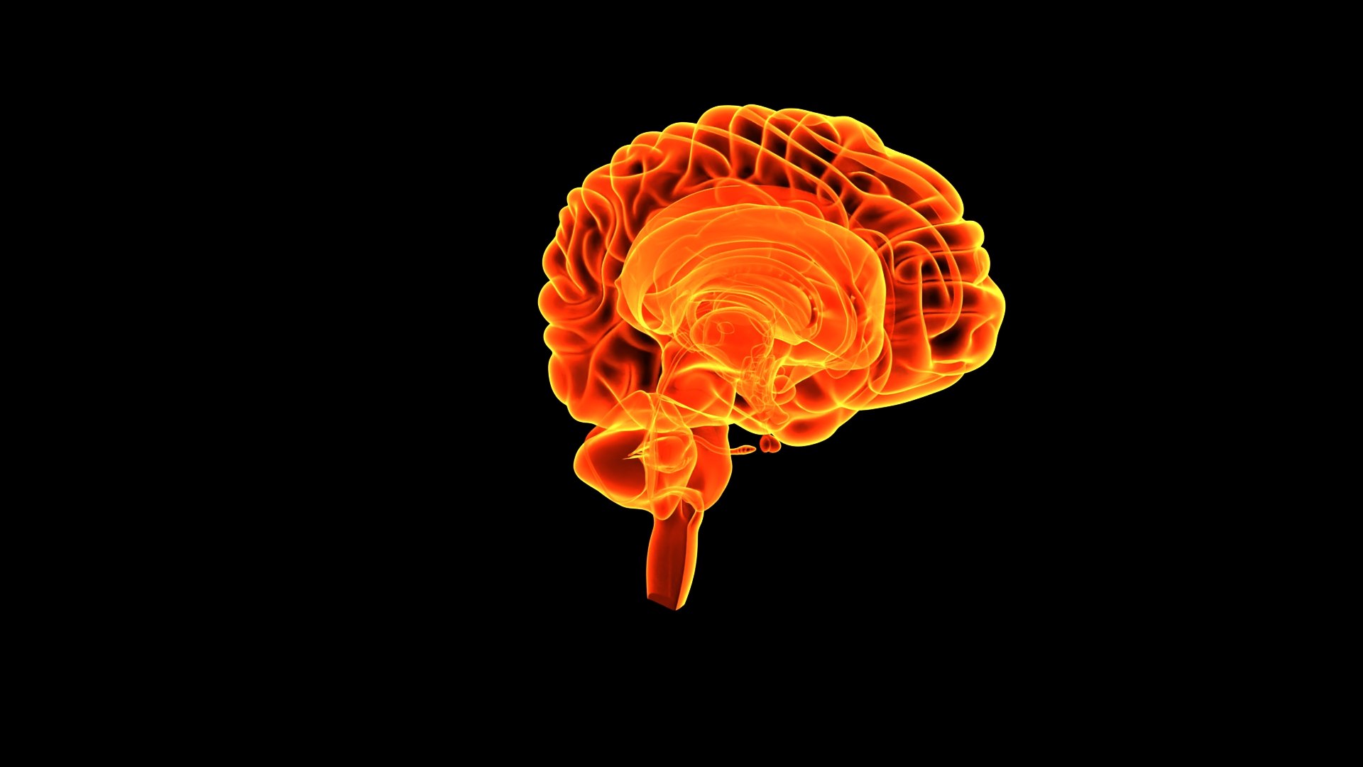Female Brain Anatomy With Skeleton System Blue and Orange Transparent ...