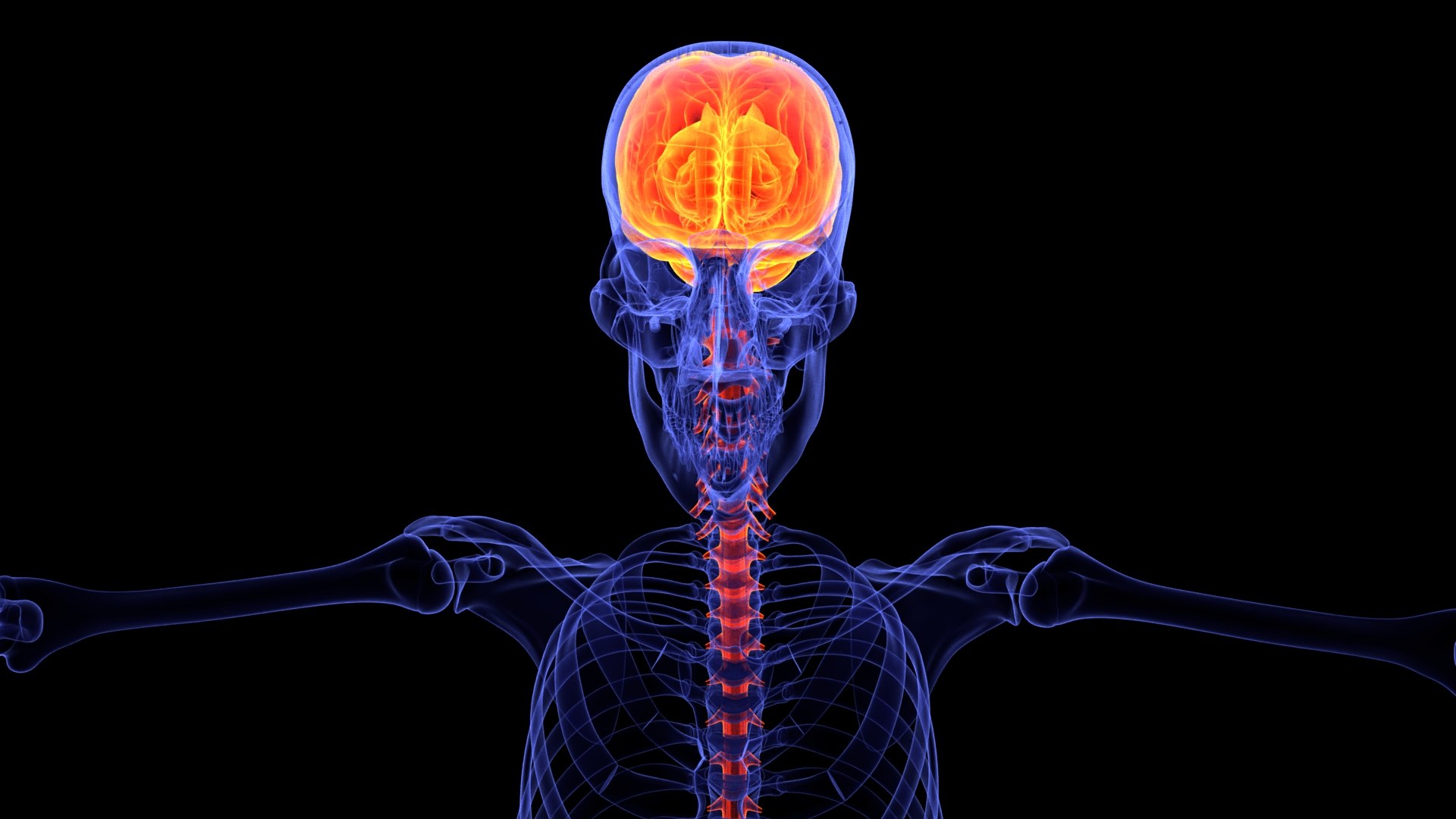 Female Brain Anatomy With Skeleton System Blue And Orange Transparent ...