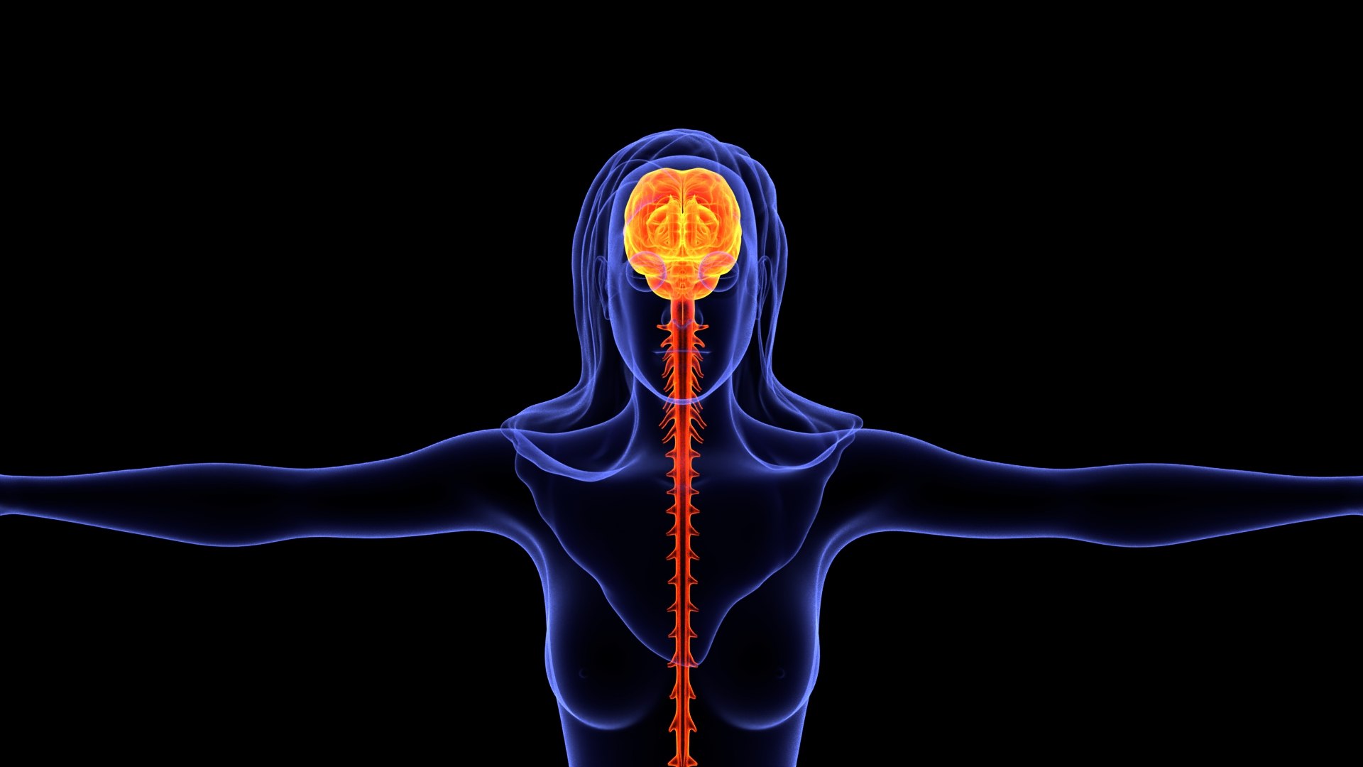 Female Brain Anatomy With Skeleton System Blue And Orange Transparent ...