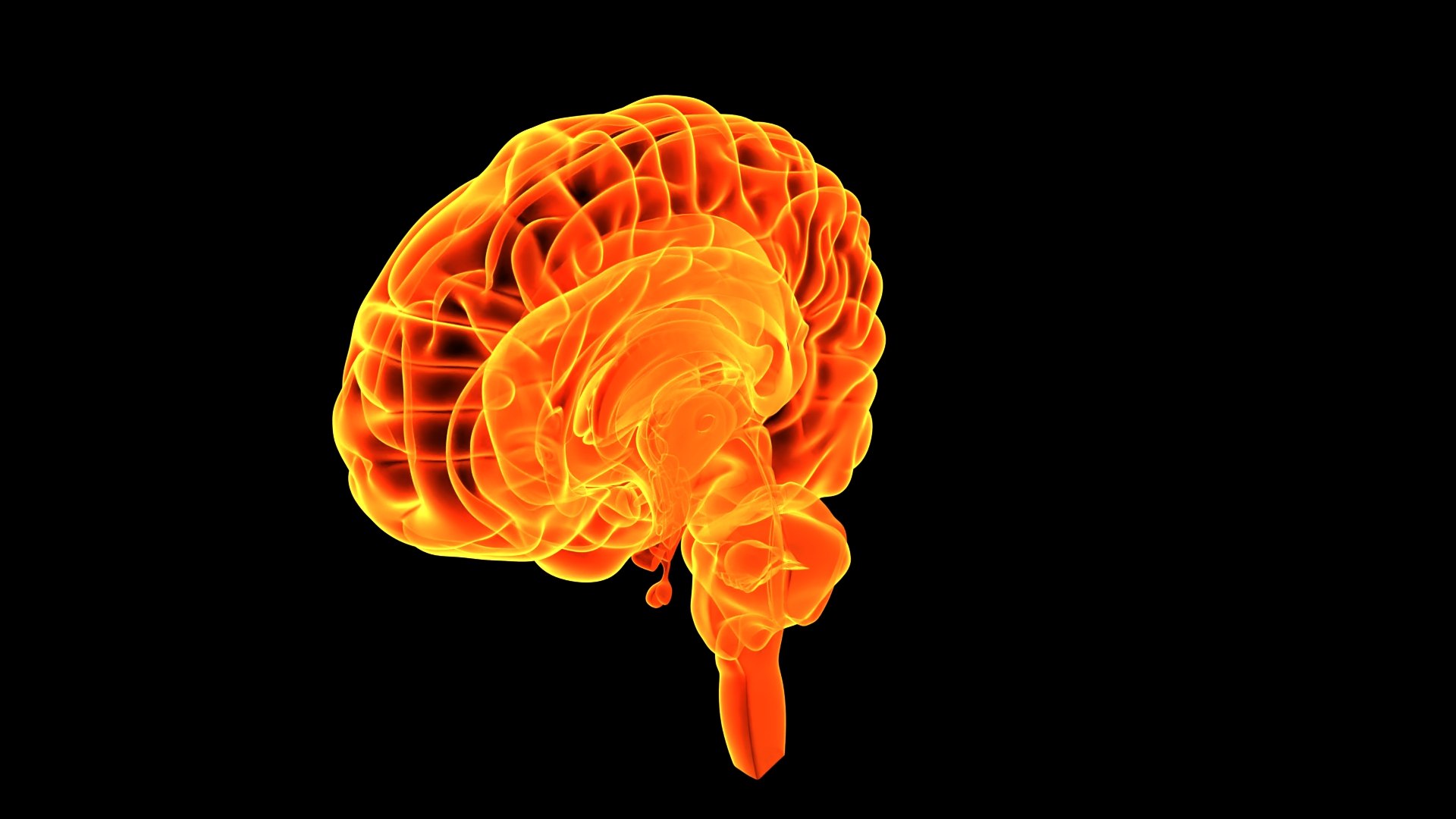 Female Brain Anatomy With Skeleton System Blue and Orange Transparent ...