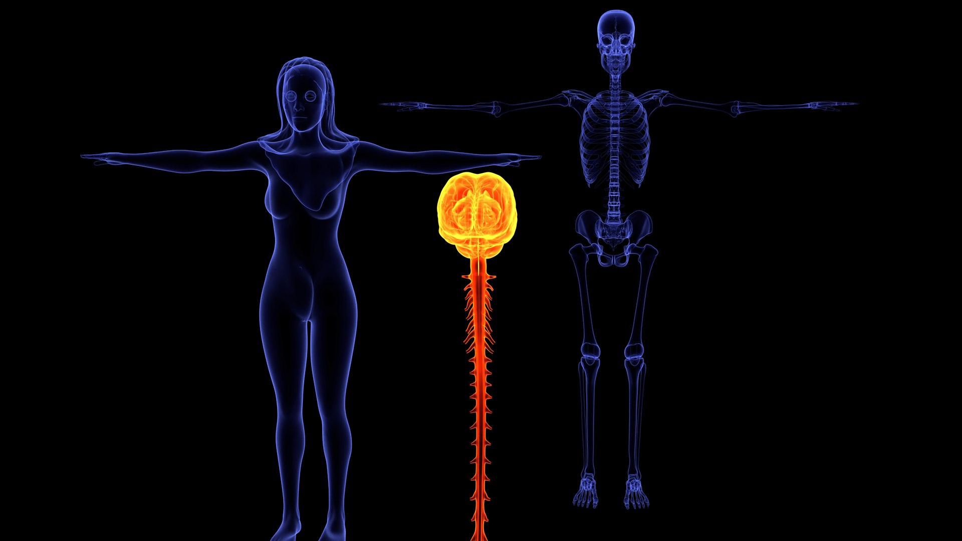 Female Brain Anatomy With Skeleton System Blue And Orange Transparent ...