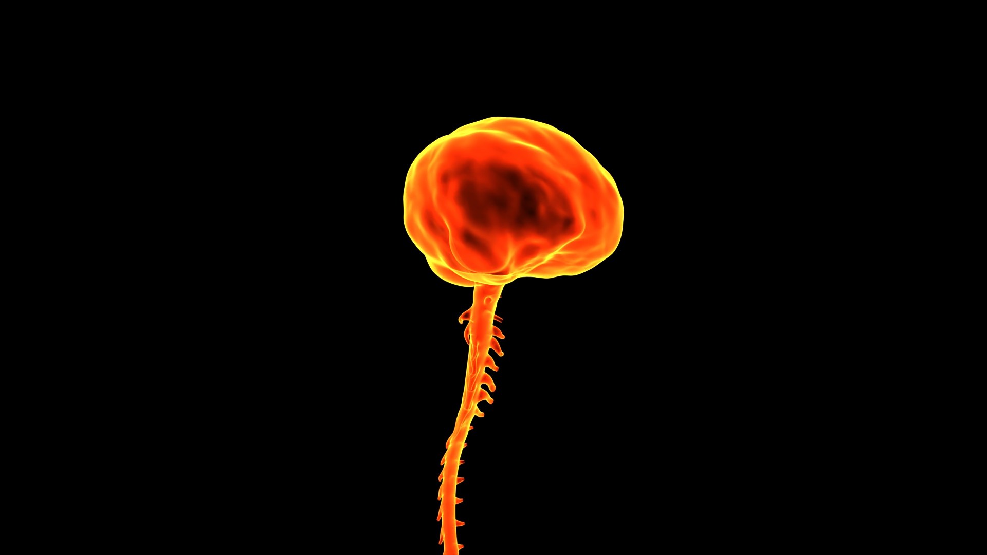 Female Brain Anatomy With Skeleton System Blue and Orange Transparent ...