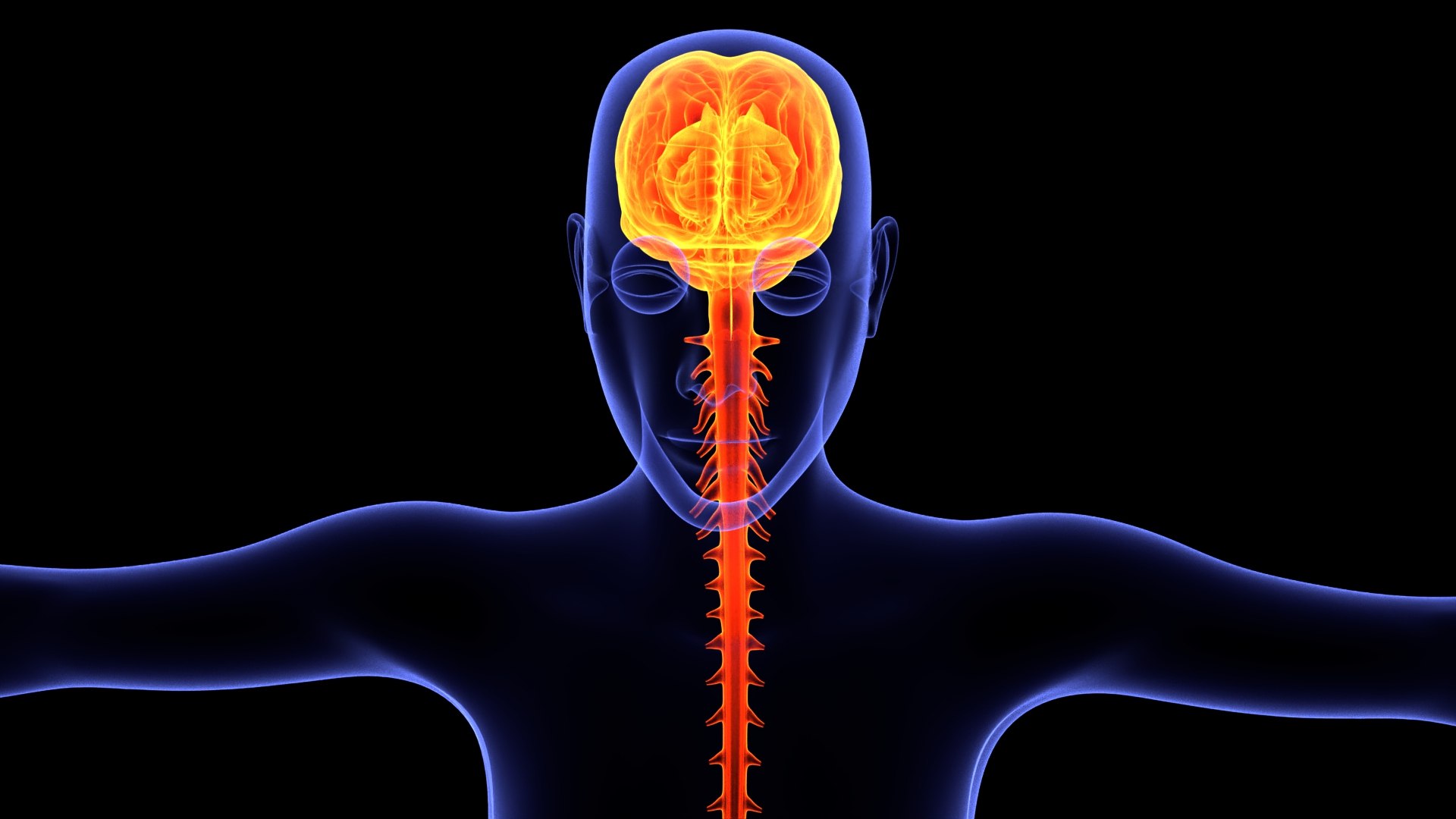 Female Brain Anatomy With Skeleton System Blue And Orange Transparent ...