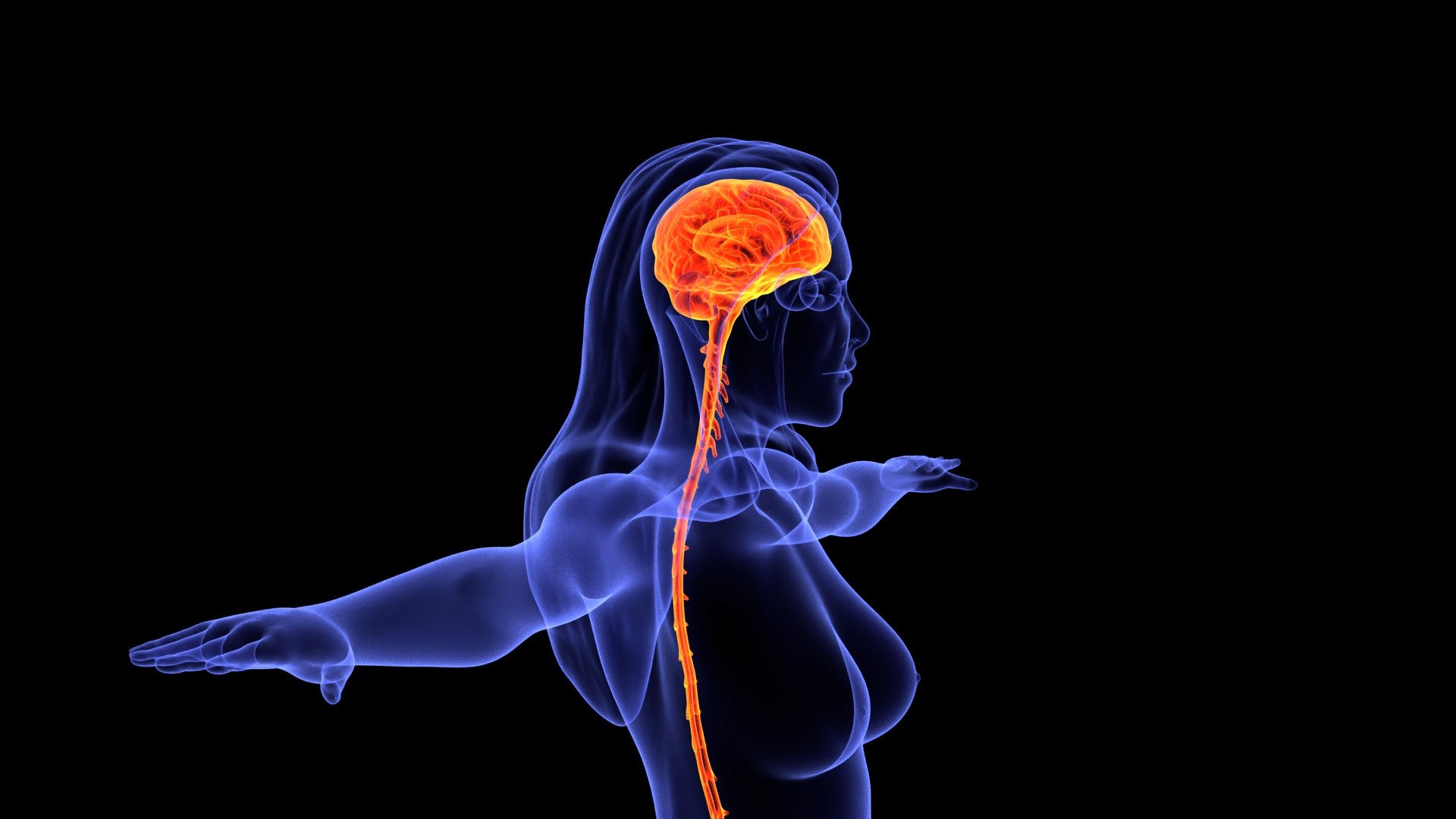 Female Brain Anatomy With Skeleton System Blue And Orange Transparent ...