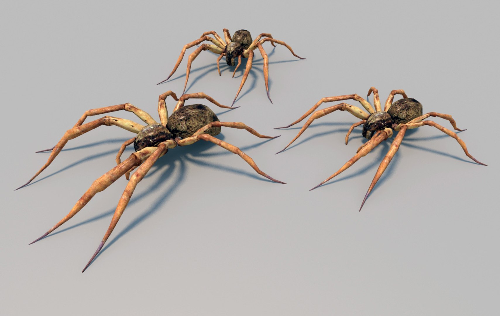 Max Fishing Spider Animation