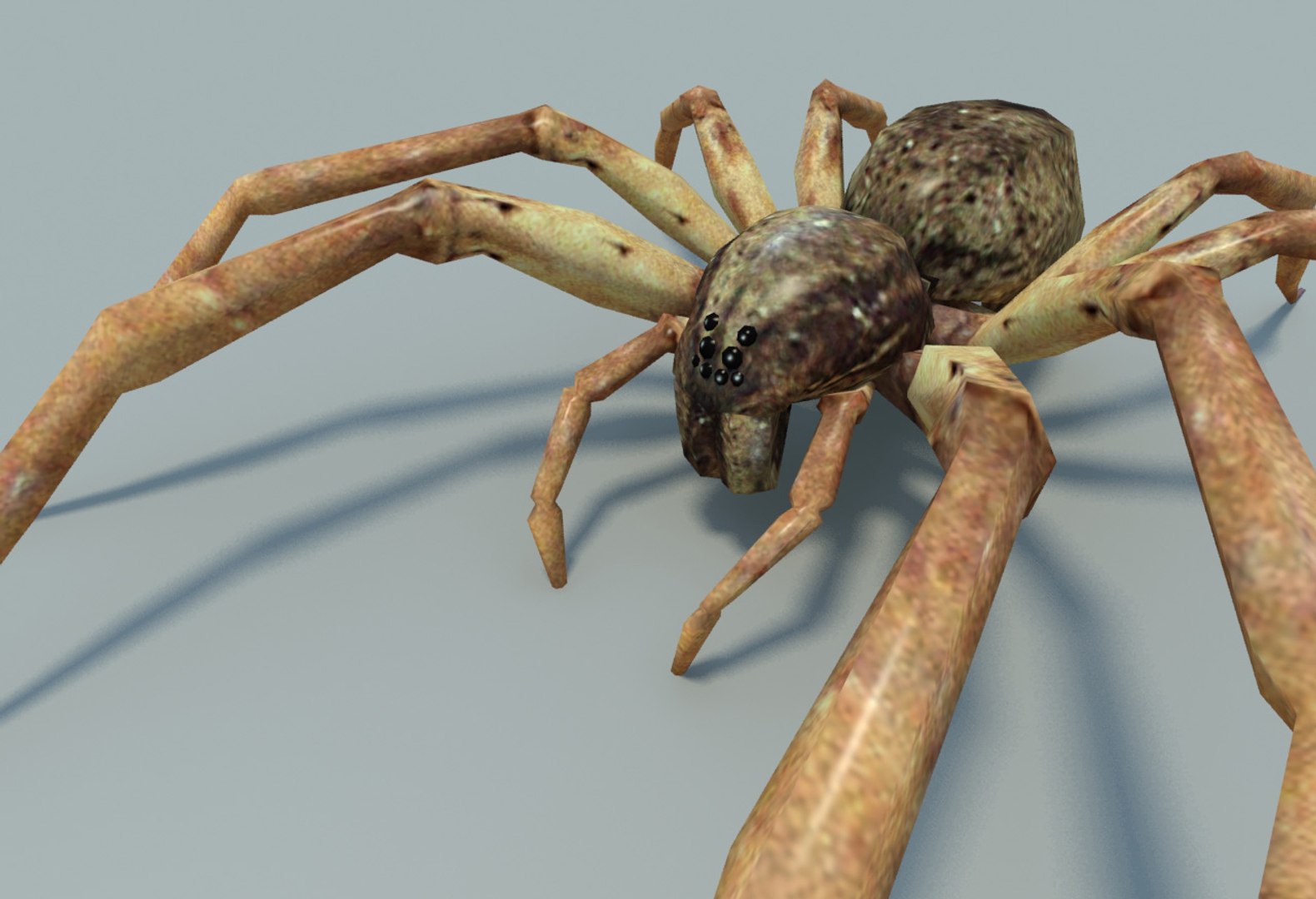 Max Fishing Spider Animation