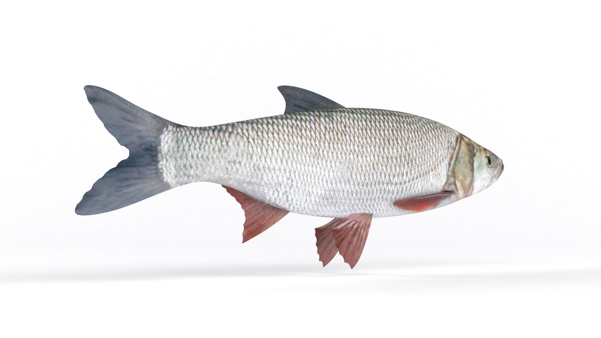 3D Model Asp Fish - TurboSquid 1779666