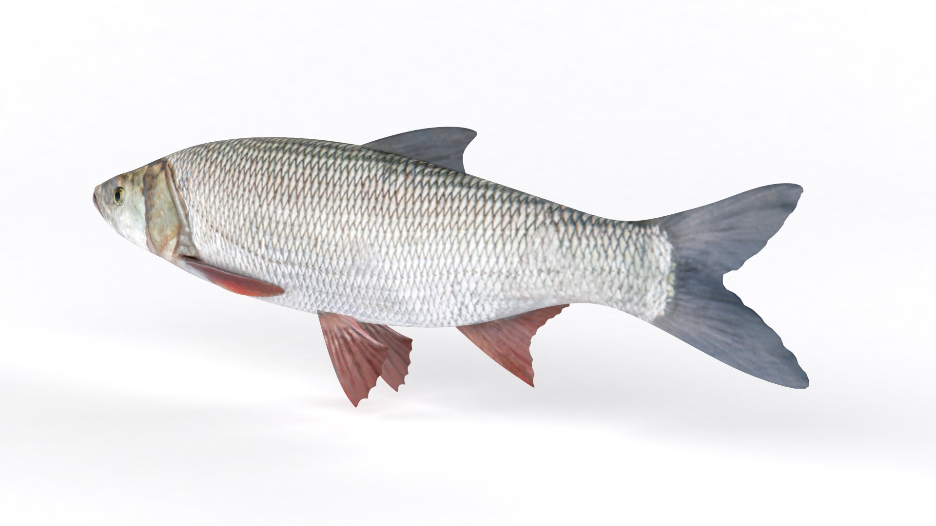 3D Model Asp Fish - TurboSquid 1779666