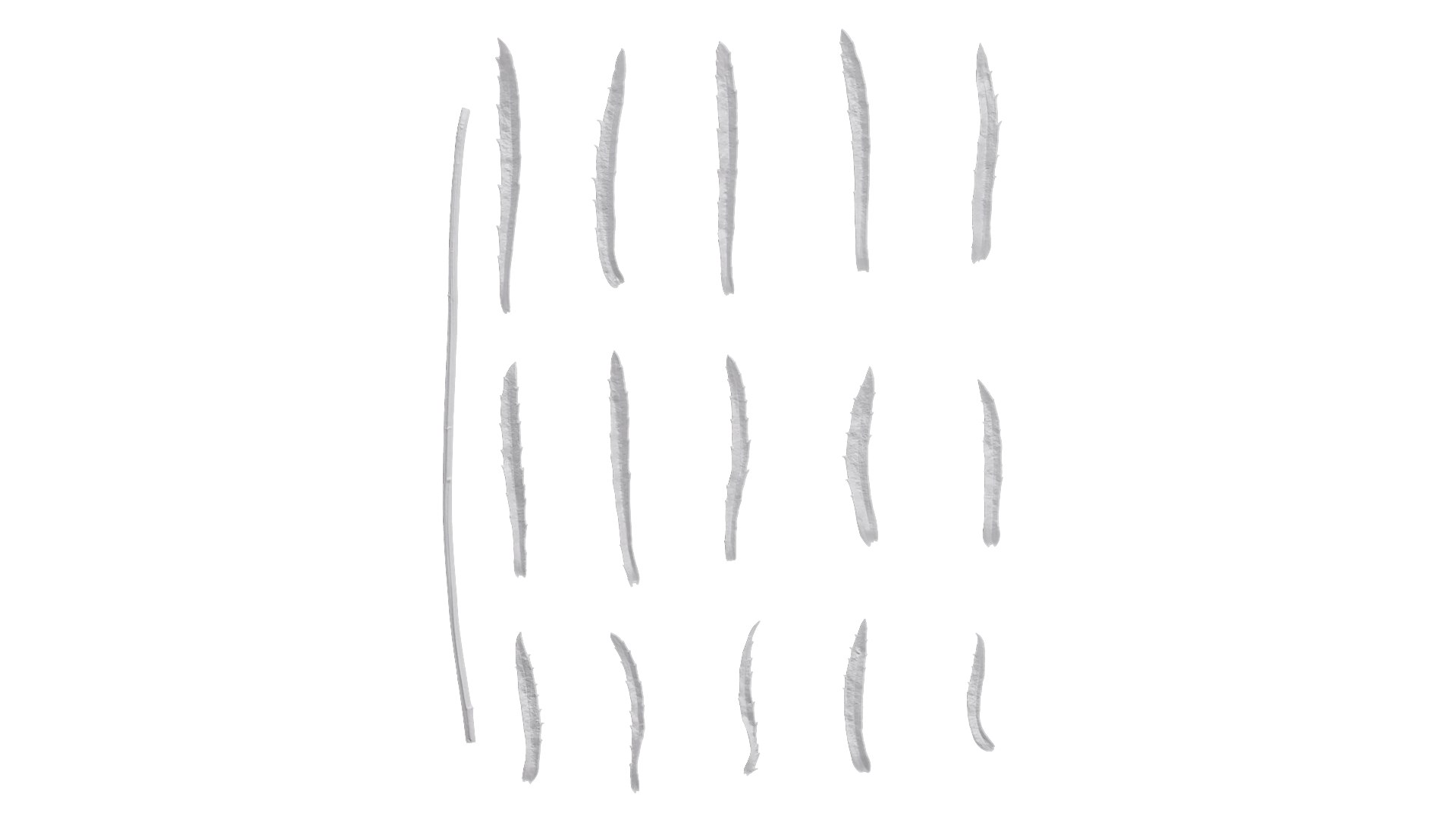 Anydrafts Leucanthemum Superbum Aglaia Leaf 01 Textures 3D - TurboSquid ...