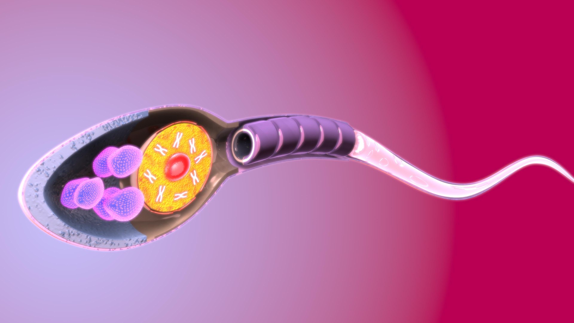 Sperm cell 3D model | 1144621 | TurboSquid