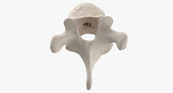 Human Spine Bones Collection White - 12 models model - TurboSquid 1760124