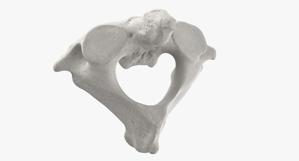 Human Spine Bones Collection White - 12 models model - TurboSquid 1760124