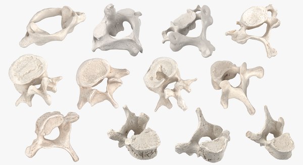 Human Spine Bones Collection White - 12 models model - TurboSquid 1760124