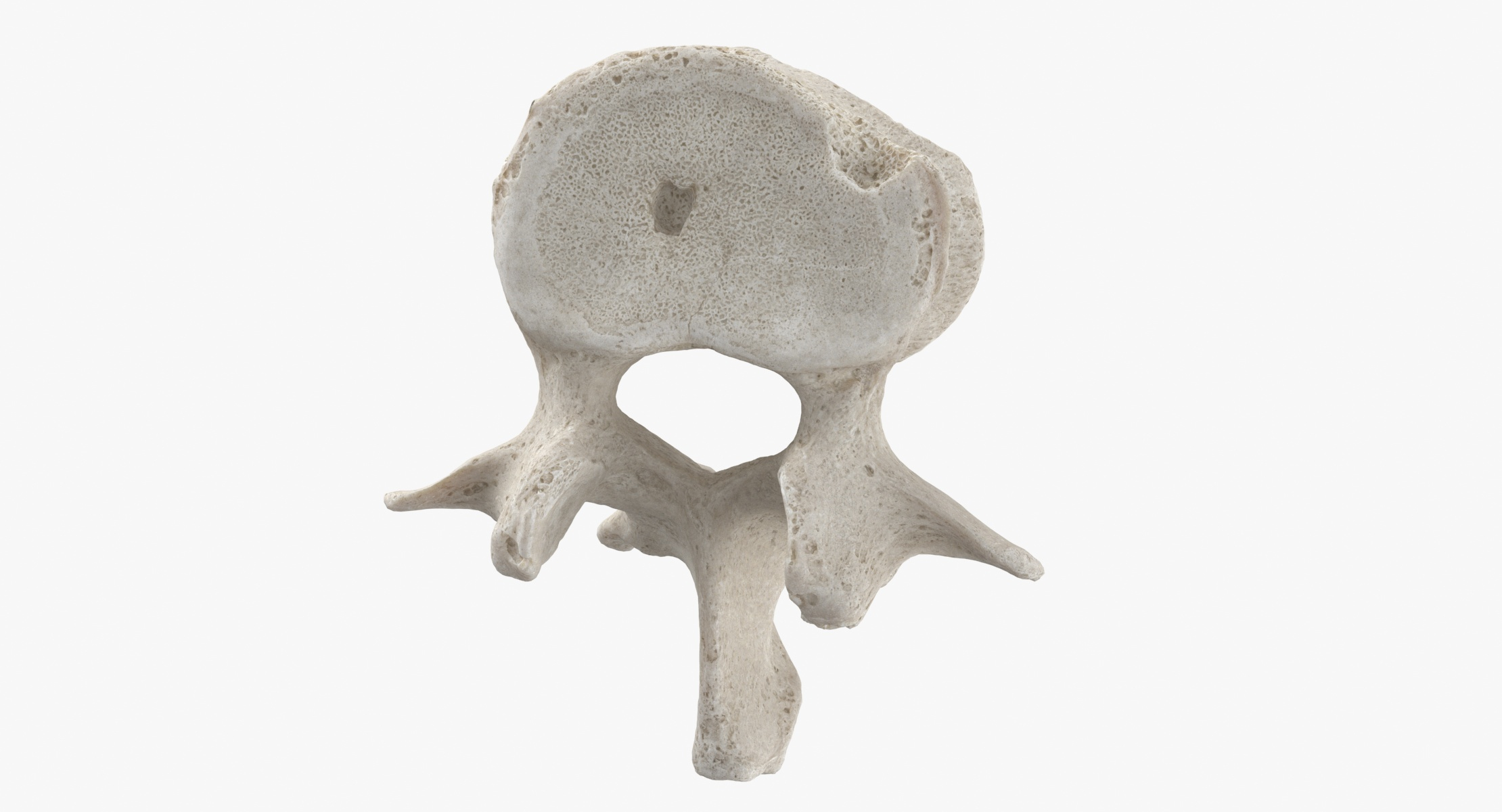 Human Spine Bones Collection White - 12 models model - TurboSquid 1760124