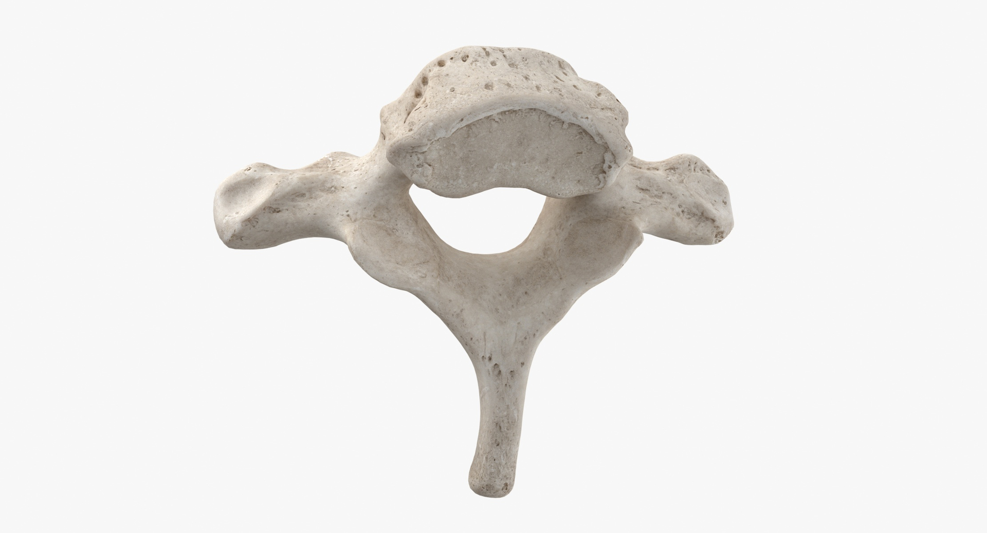 Human Spine Bones Collection White - 12 models model - TurboSquid 1760124