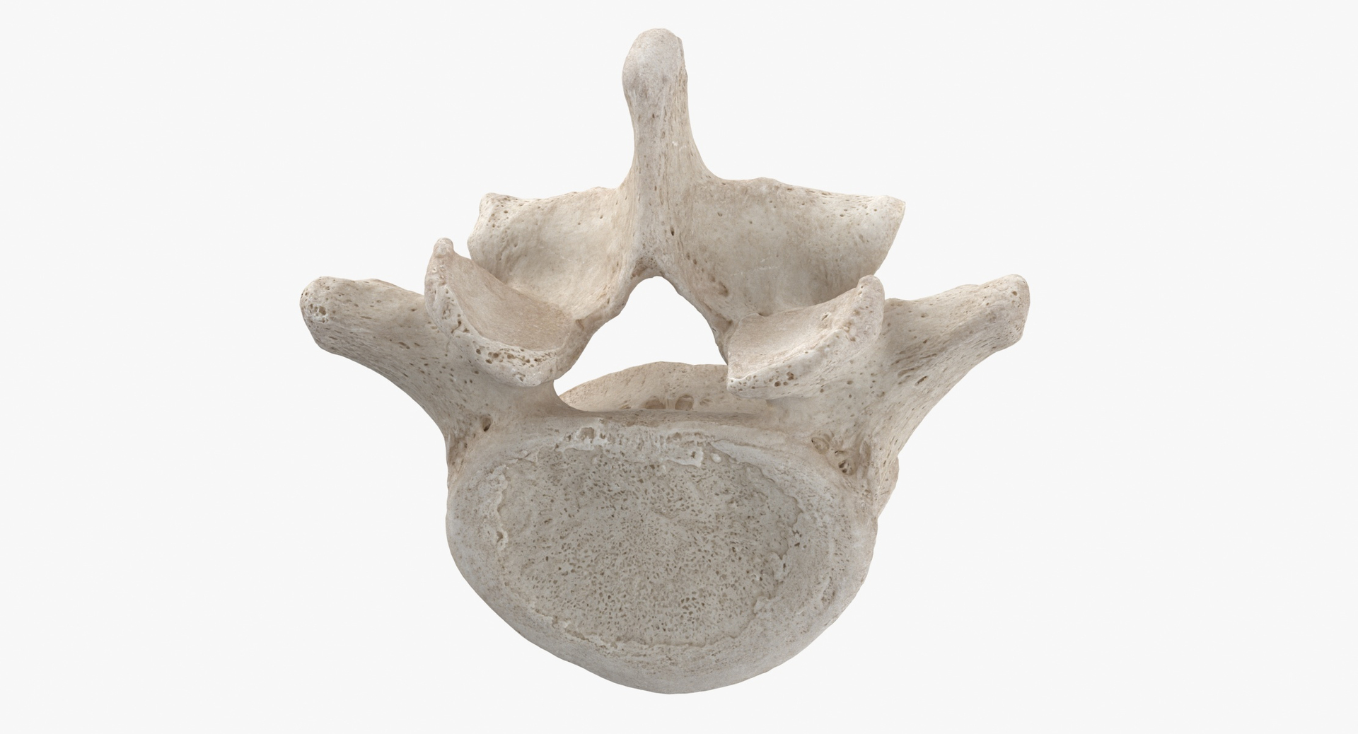 Human Spine Bones Collection White - 12 models model - TurboSquid 1760124