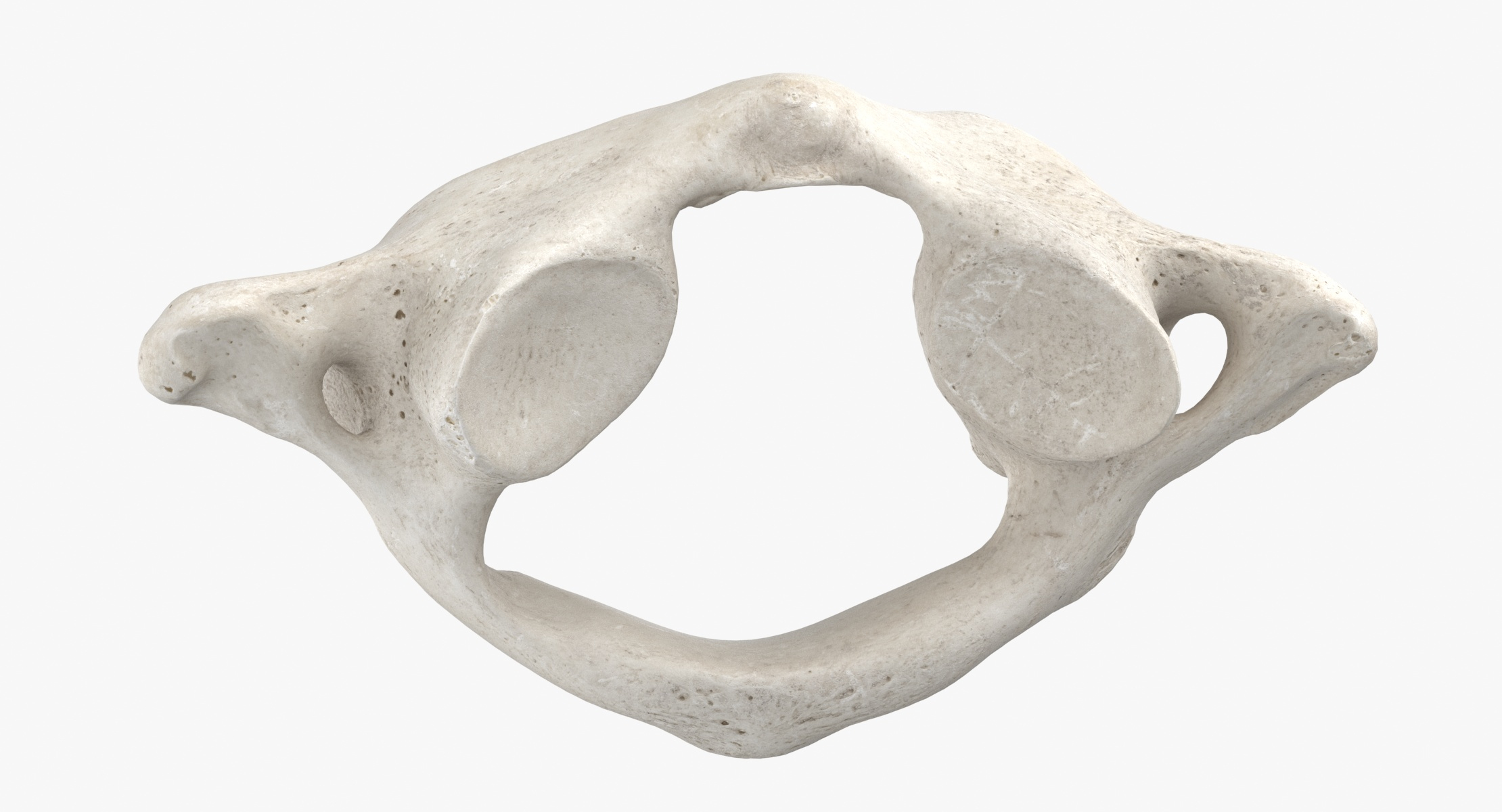 Human Spine Bones Collection White - 12 models model - TurboSquid 1760124