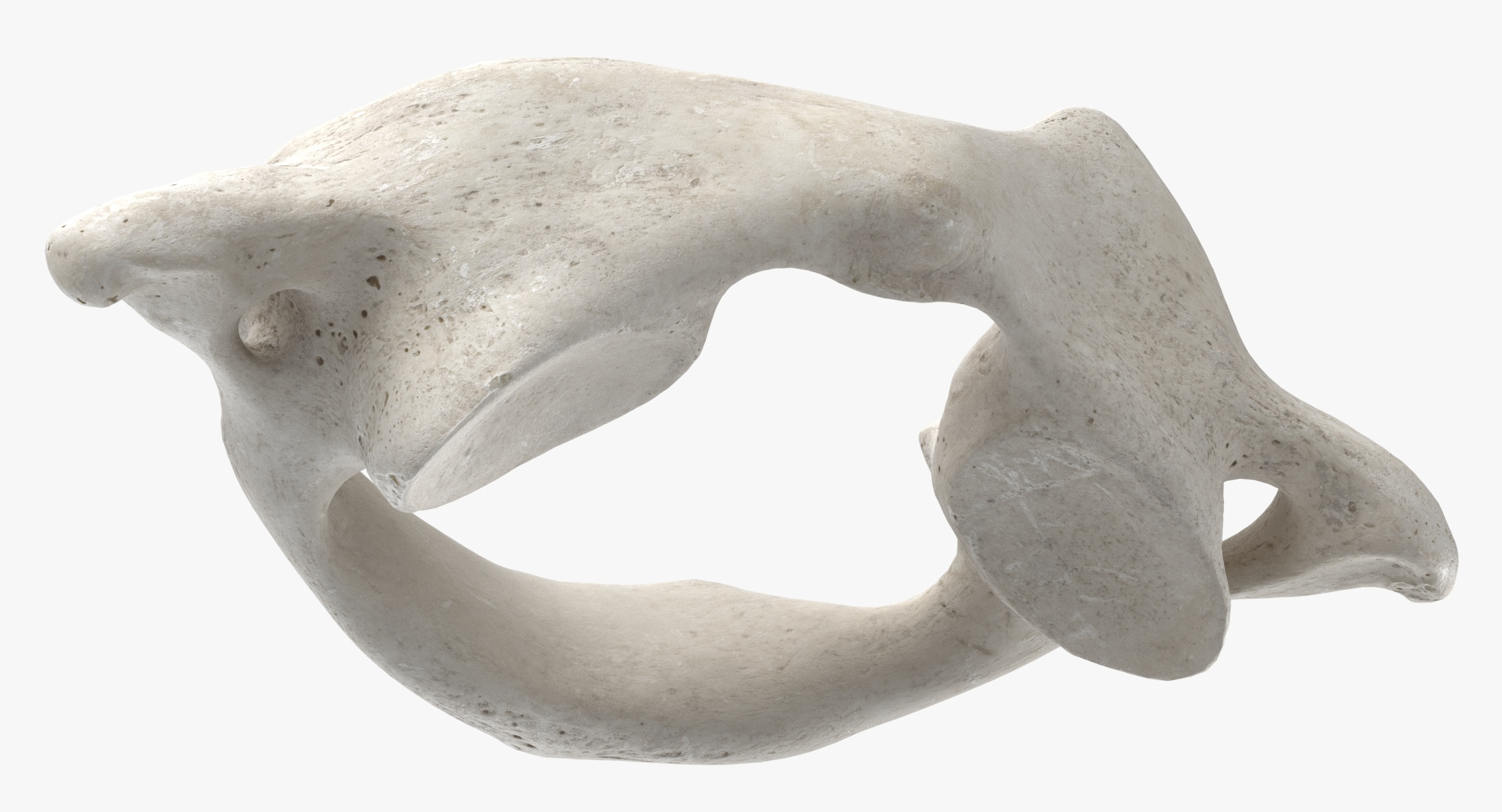 Human Spine Bones Collection White - 12 models model - TurboSquid 1760124