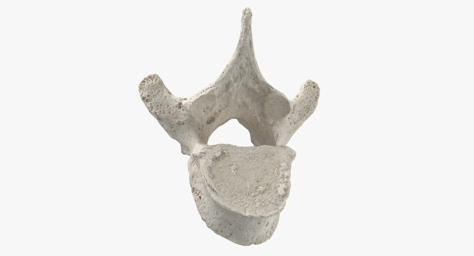 Human Spine Bones Collection White - 12 models model - TurboSquid 1760124