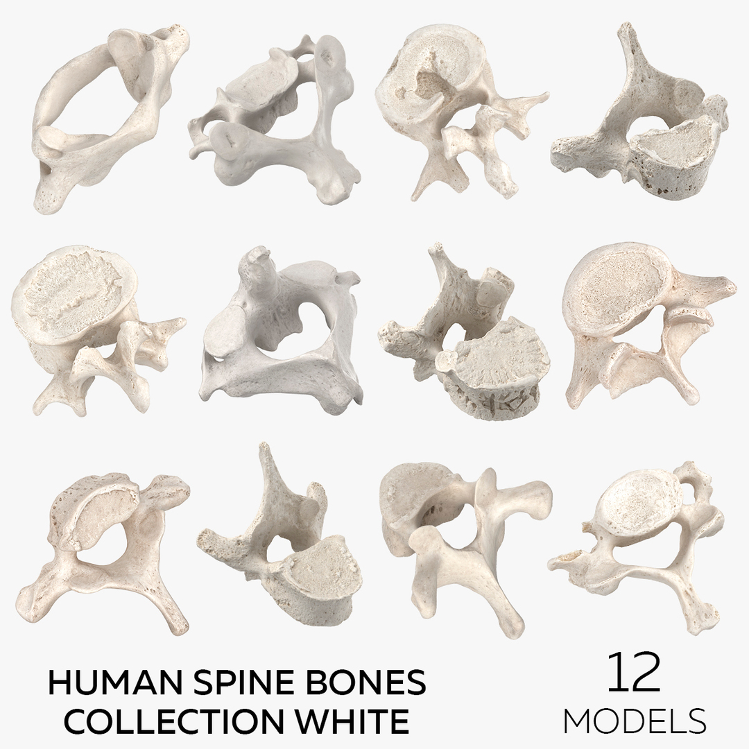 Human Spine Bones Collection White - 12 models model - TurboSquid 1760124