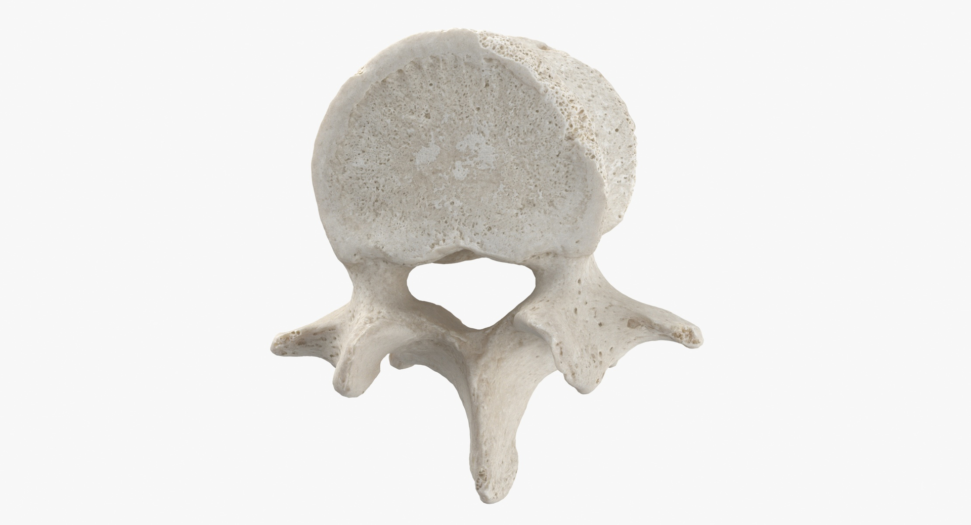 Human Spine Bones Collection White - 12 models model - TurboSquid 1760124