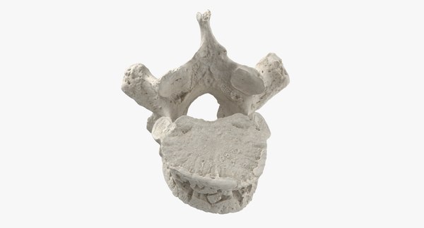 Human Spine Bones Collection White - 12 models model - TurboSquid 1760124